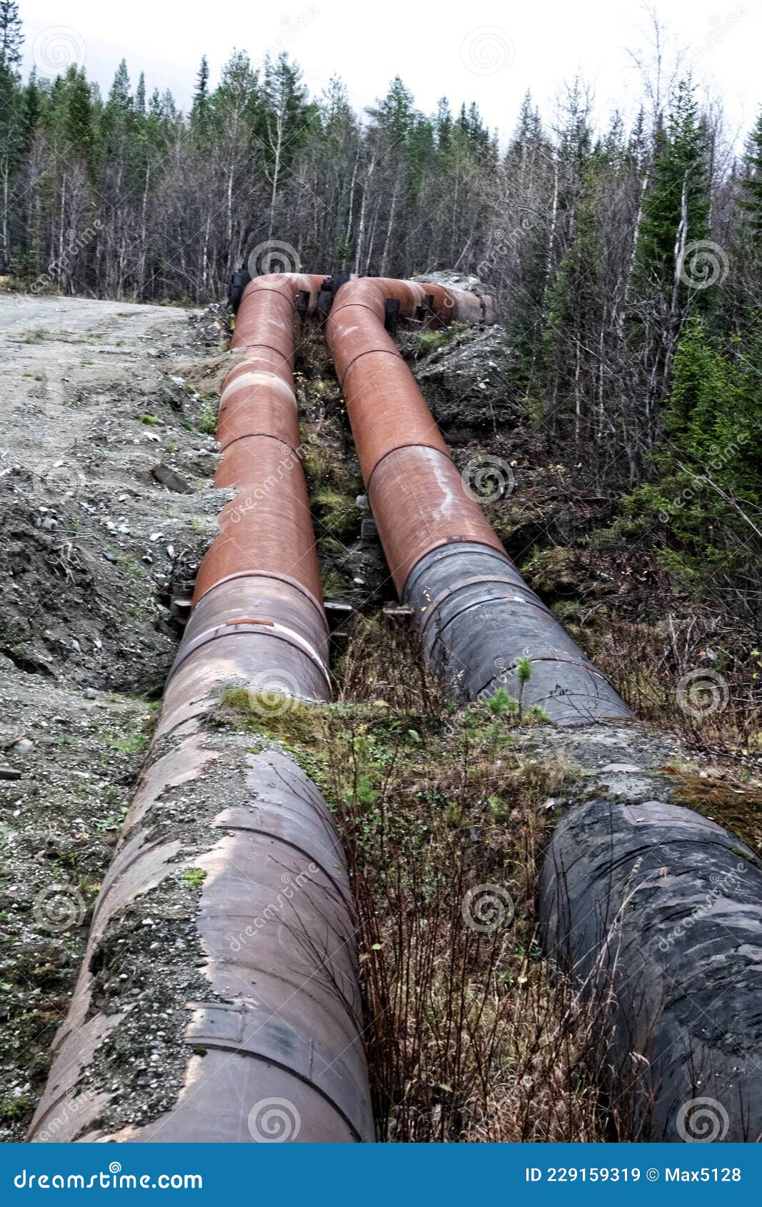 Old pipeline in the forest stock image. Image of main - 229159319