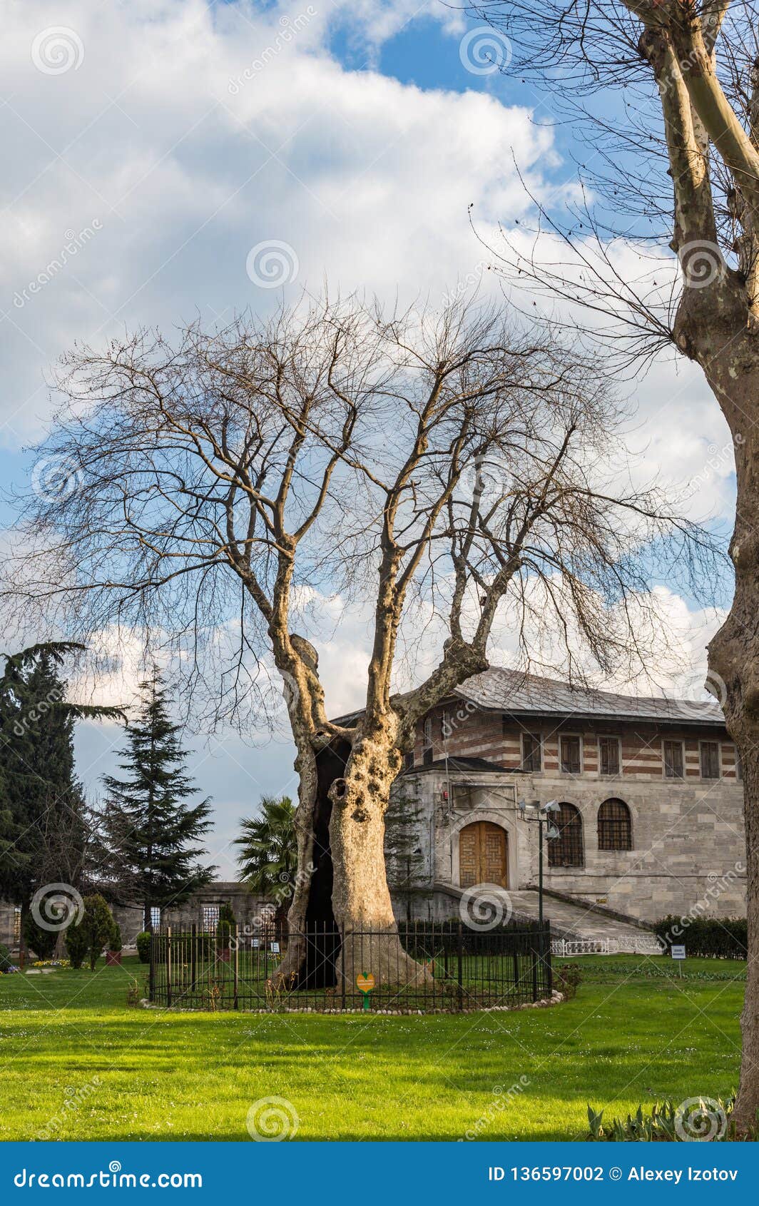 Old Plane Tree in the Courtyard of a Mosque in Istanbul, Turkey Stock ...