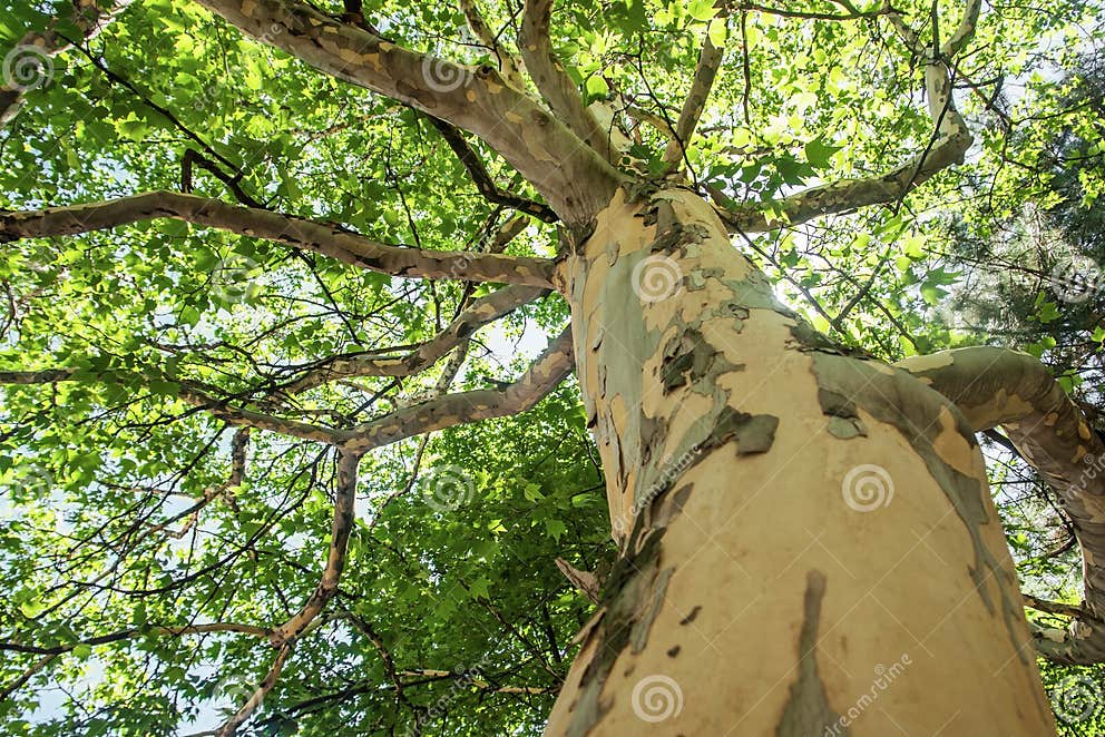 Old plane tree stock image. Image of plane, nature, maple - 36547469
