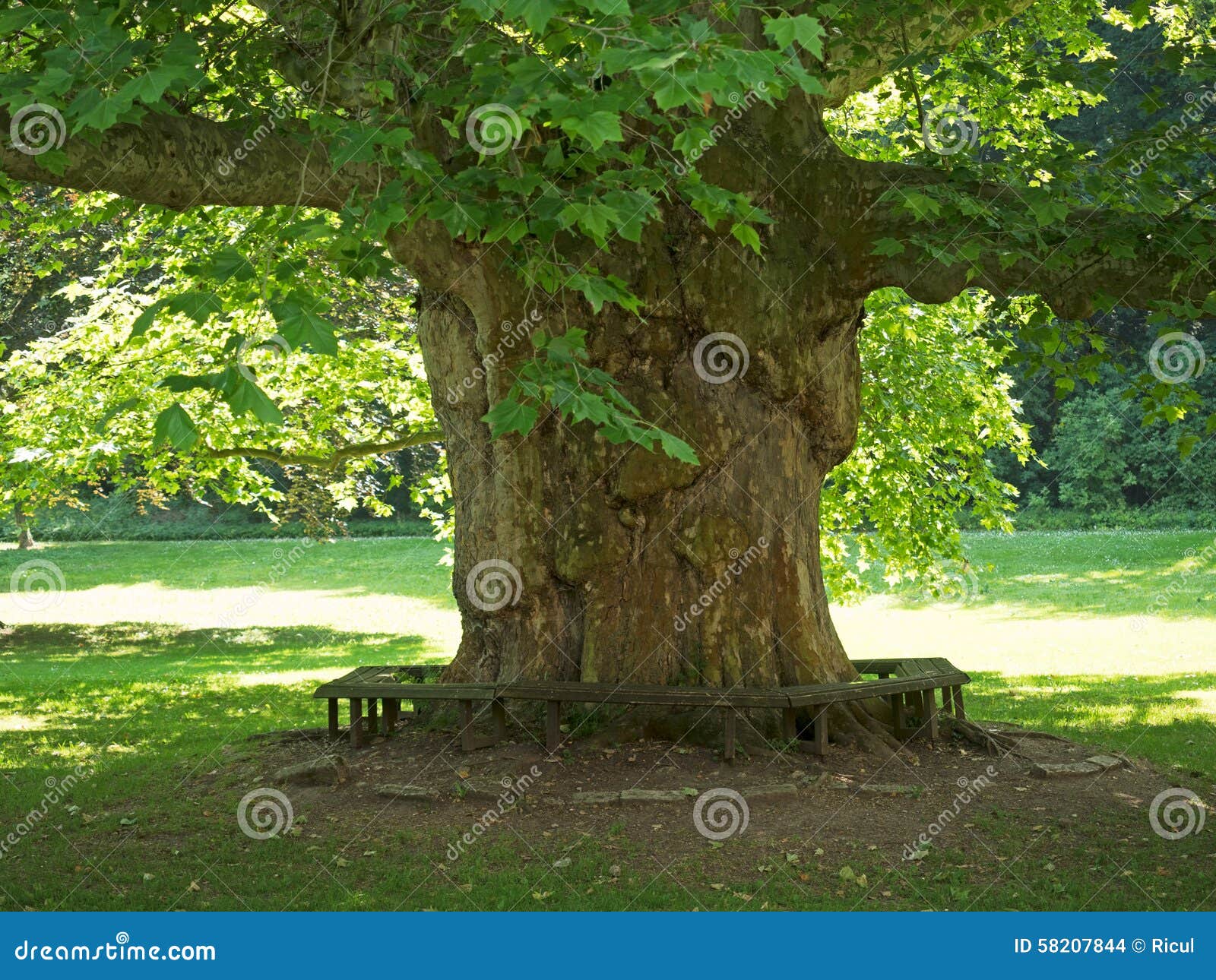 Old plane tree stock photo. Image of natural, park, break - 58207844