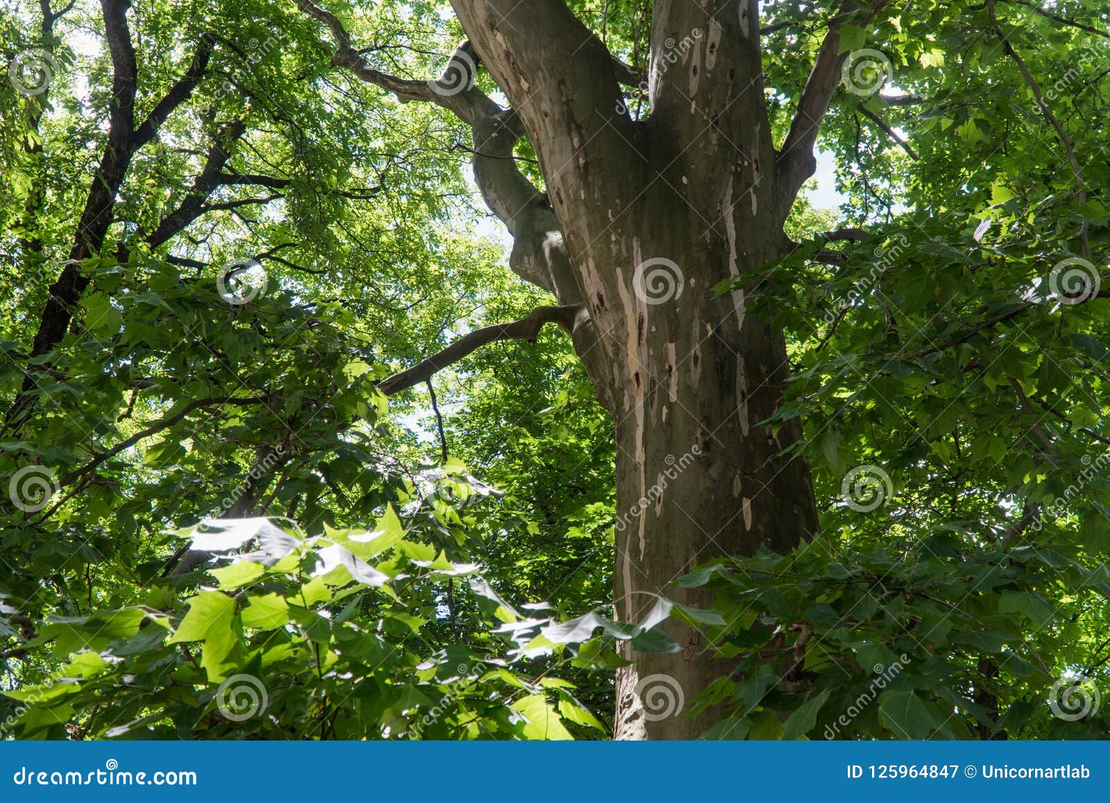 Old Plane Tree in Summer, Branches and Crown Stock Image - Image of ...