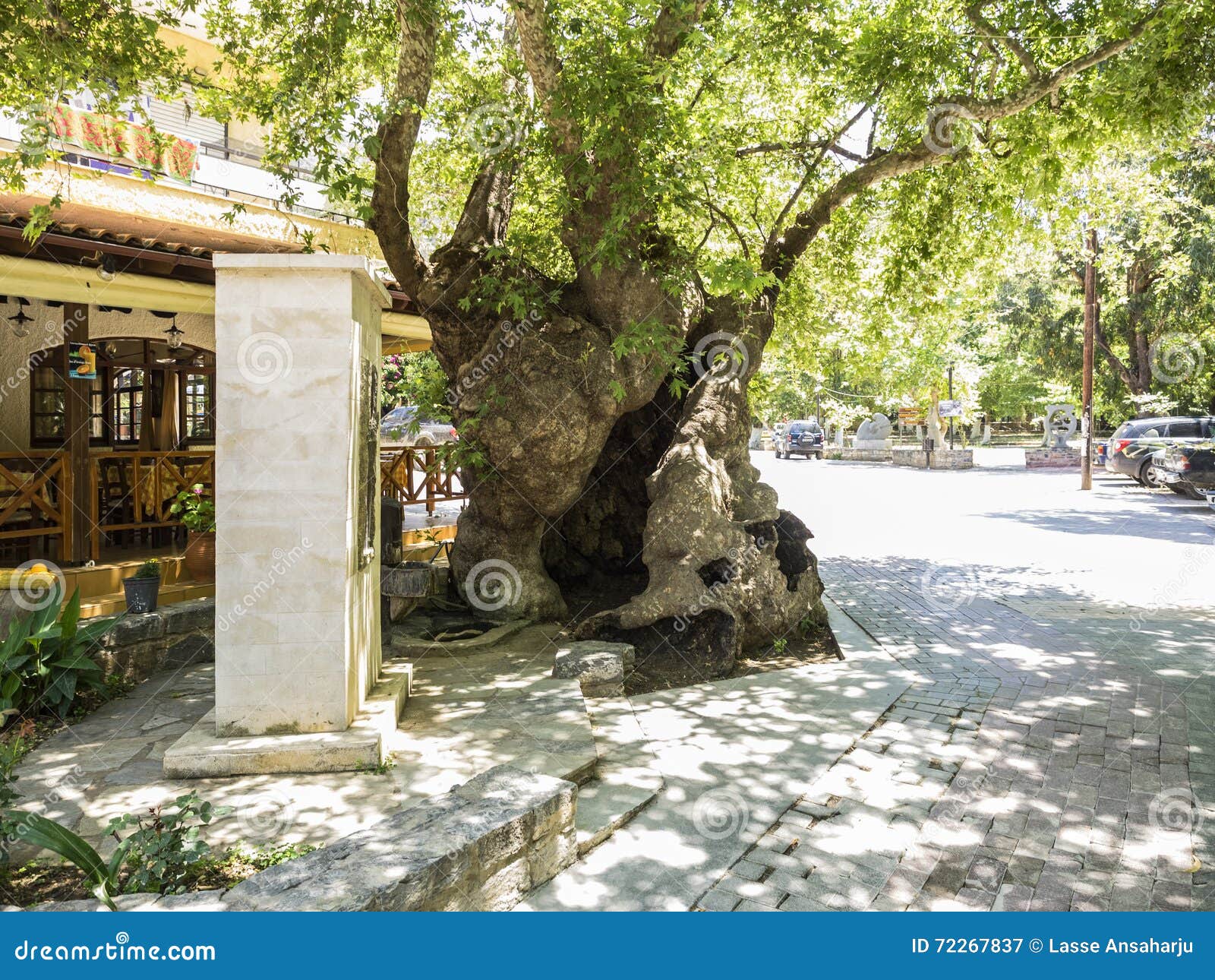 Old Plane Tree editorial photography. Image of village - 72267837