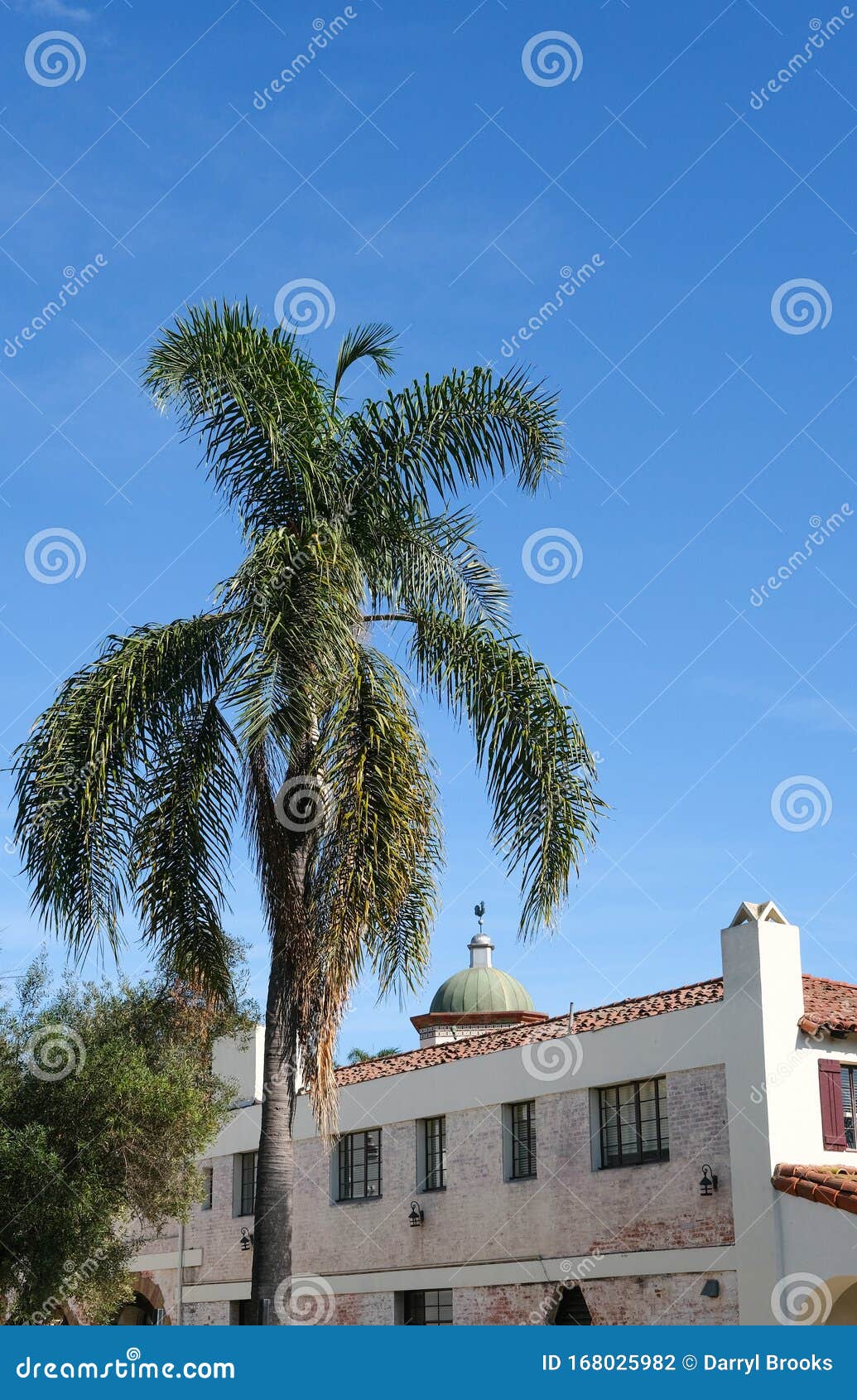 Old Plaster Building and Palm Tree Stock Photo - Image of white ...