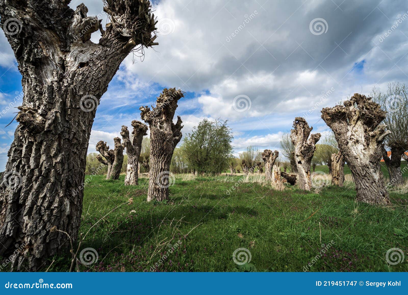Old pollard willow stock image. Image of tree, branch - 219451747