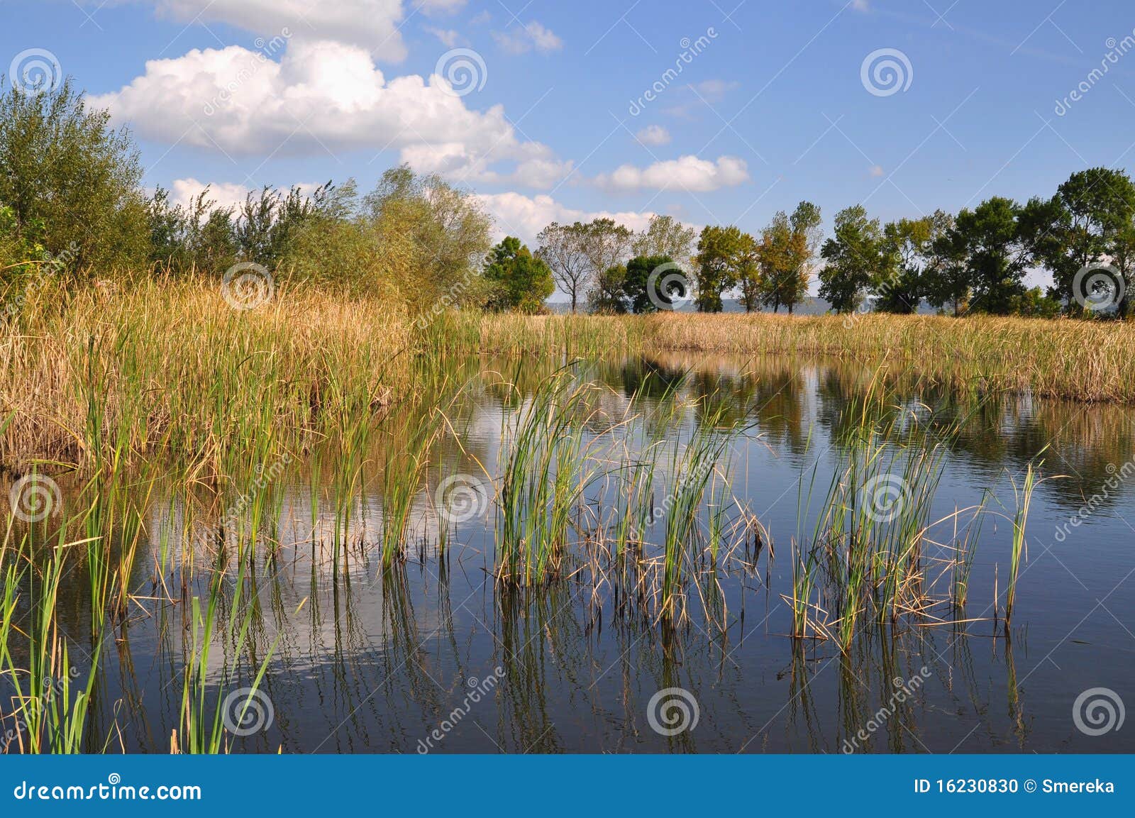 Old pond. stock photo. Image of heavens, reservoir, cane - 16230830