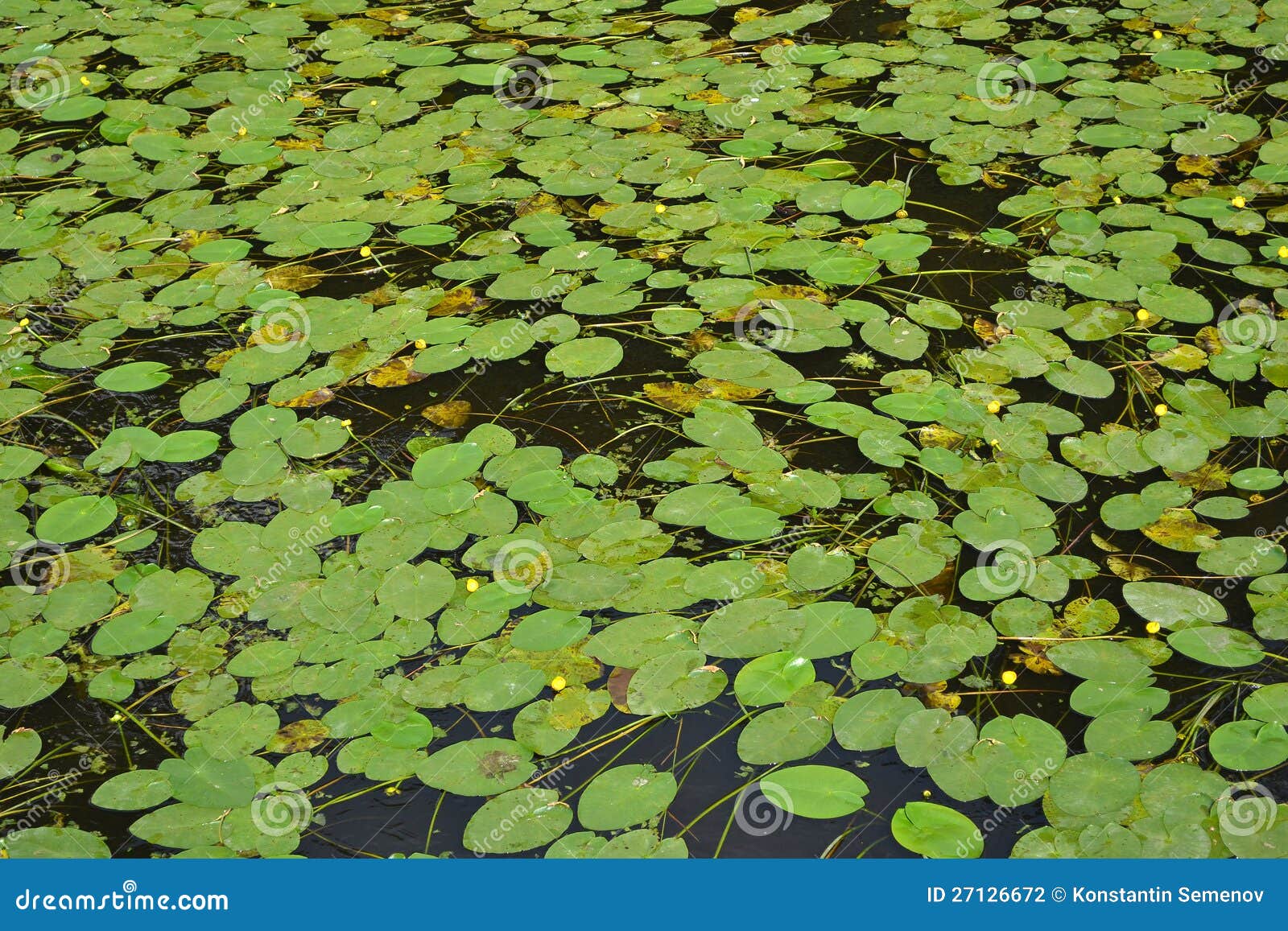 Old pond stock photo. Image of karelian, water, swamp - 27126672