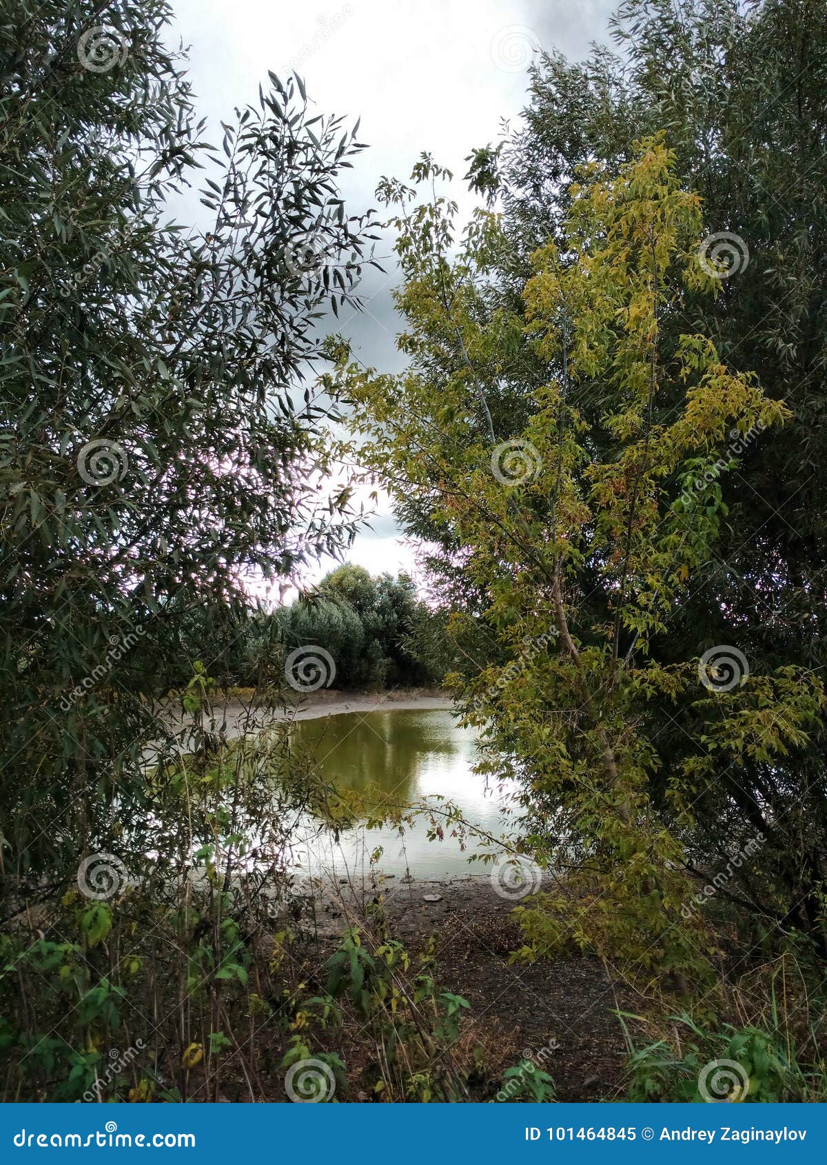An old pond. stock image. Image of lake, tree, swamp - 101464845