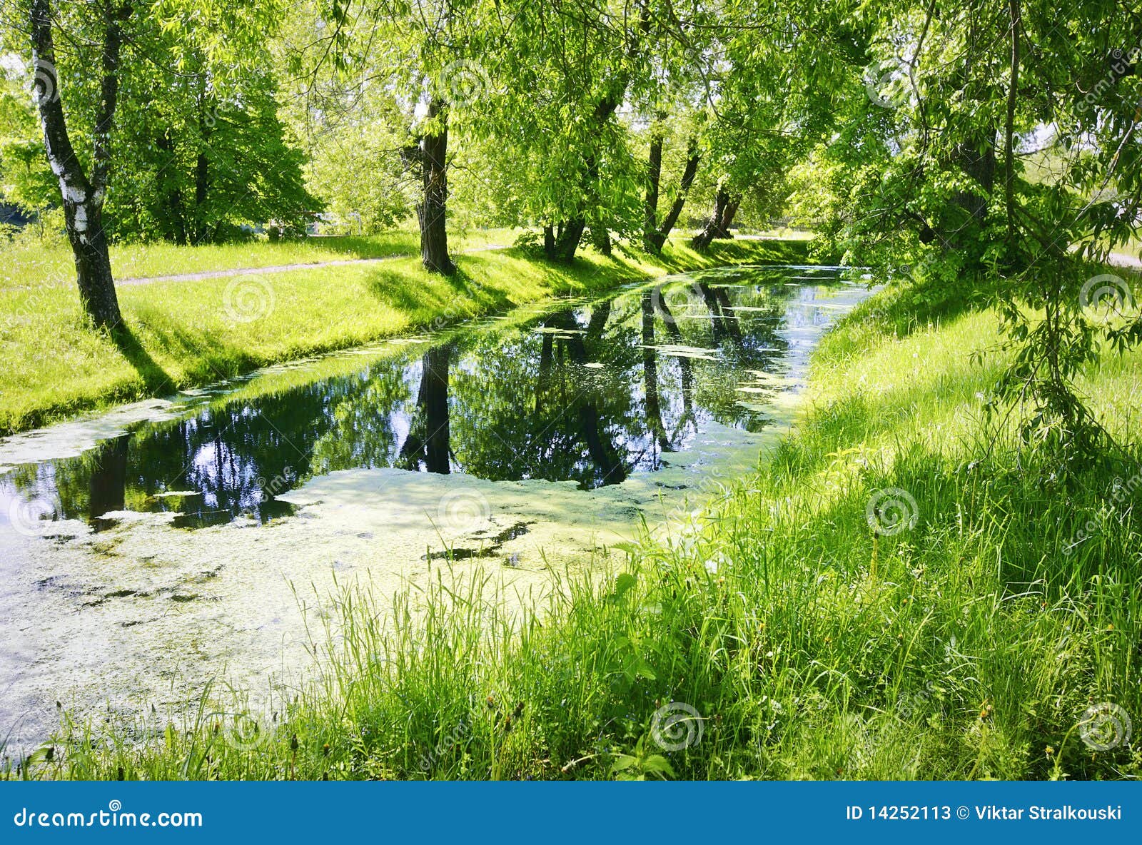 Old pond in the forest stock image. Image of natural - 14252113