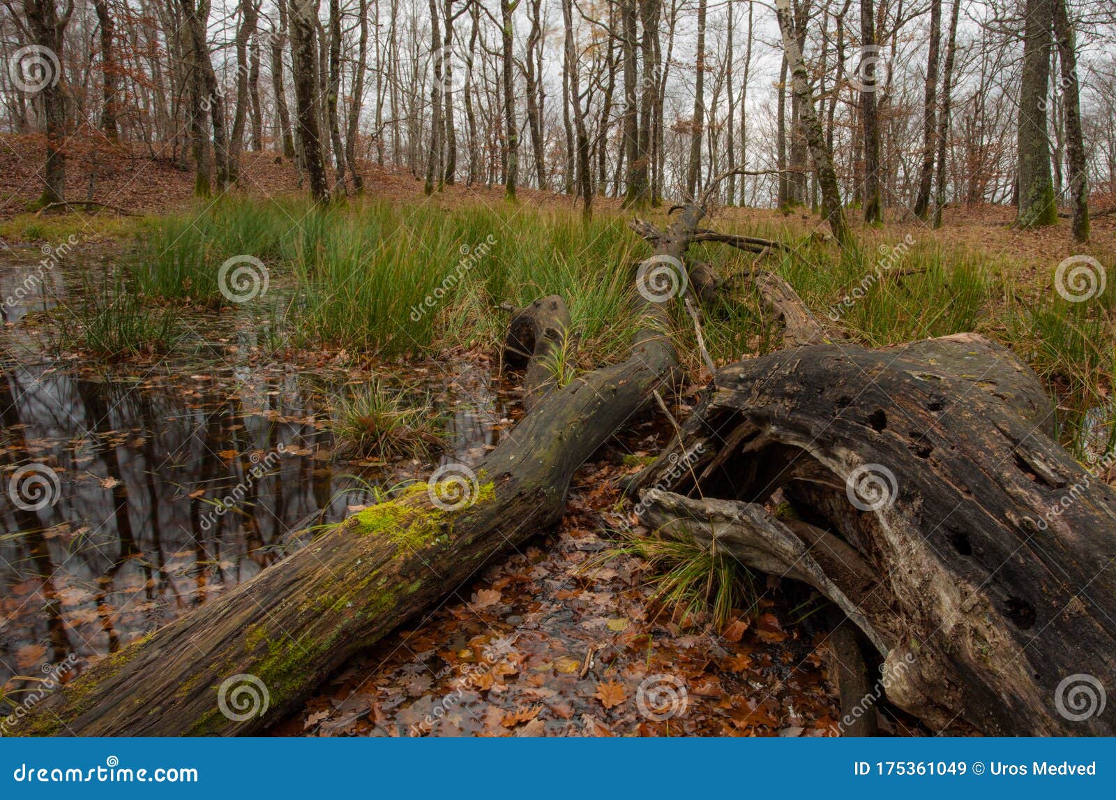 Old pond stock image. Image of foliage, landscape, relaxation - 175361049