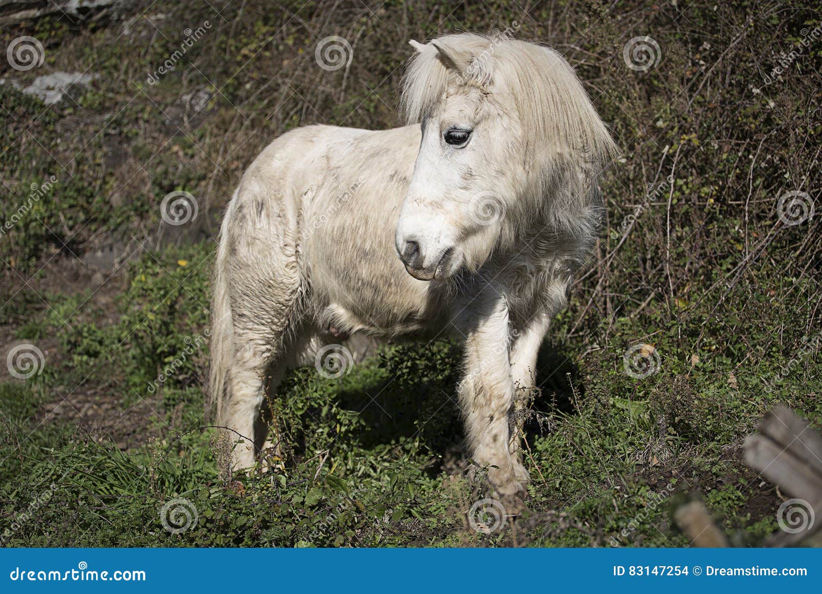 Old pony stock photo. Image of viejo, poni, triste, white - 83147254