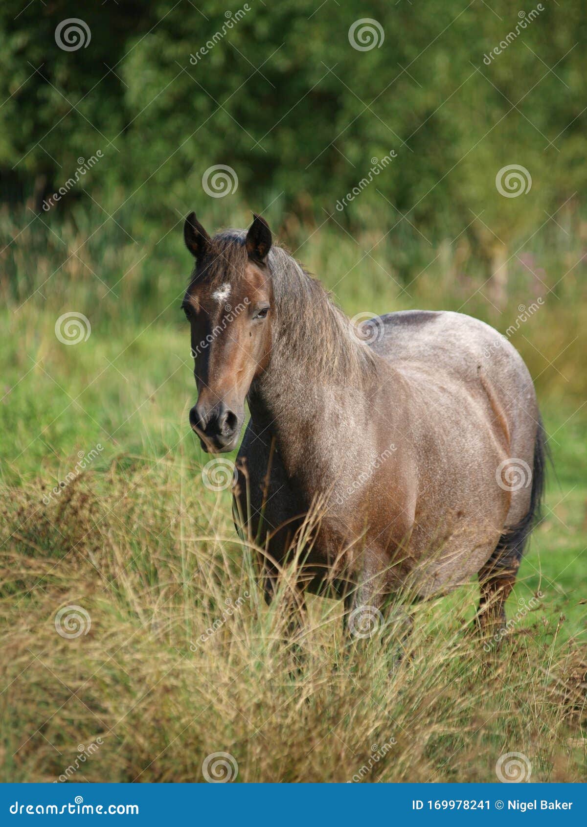 Old Pony stock image. Image of welsh, equestrian, freedom - 169978241