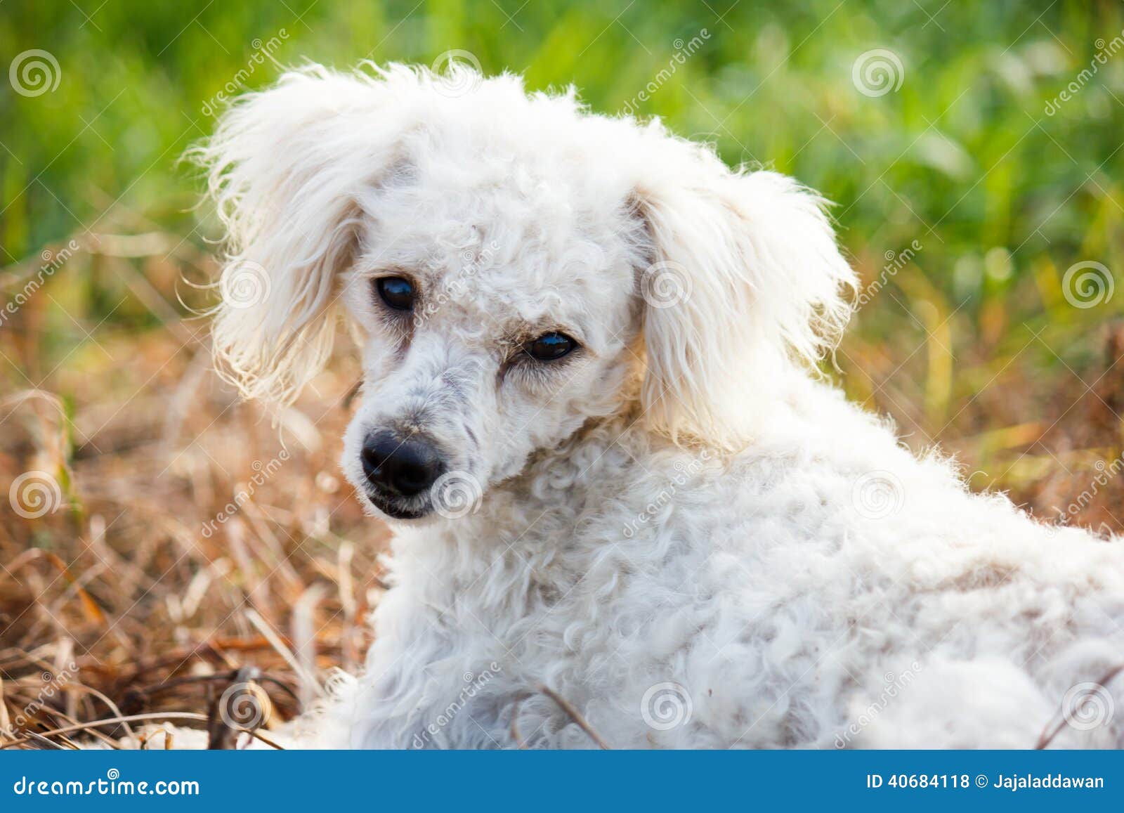 Old Poodle Dog Lying Dried Green Grass Stock Photos - Free & Royalty ...