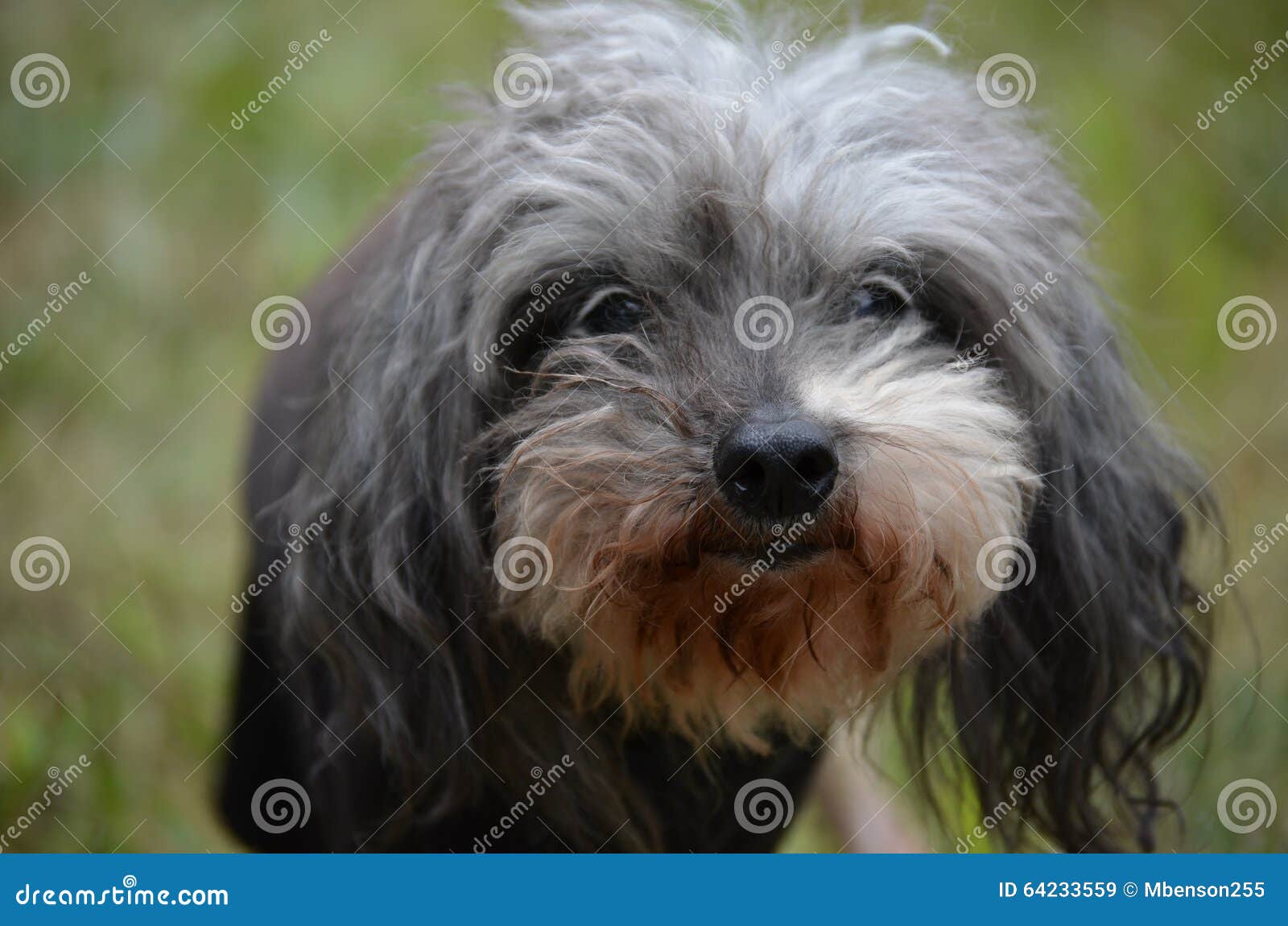 Old Poodle stock image. Image of horseshow, housecat - 64233559