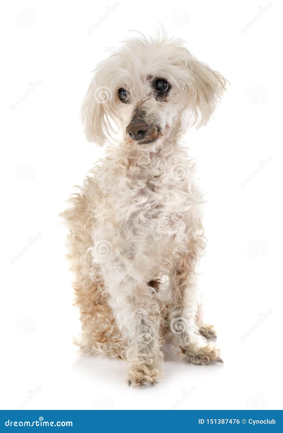Old poodle in studio stock photo. Image of mature, purebred - 151387476
