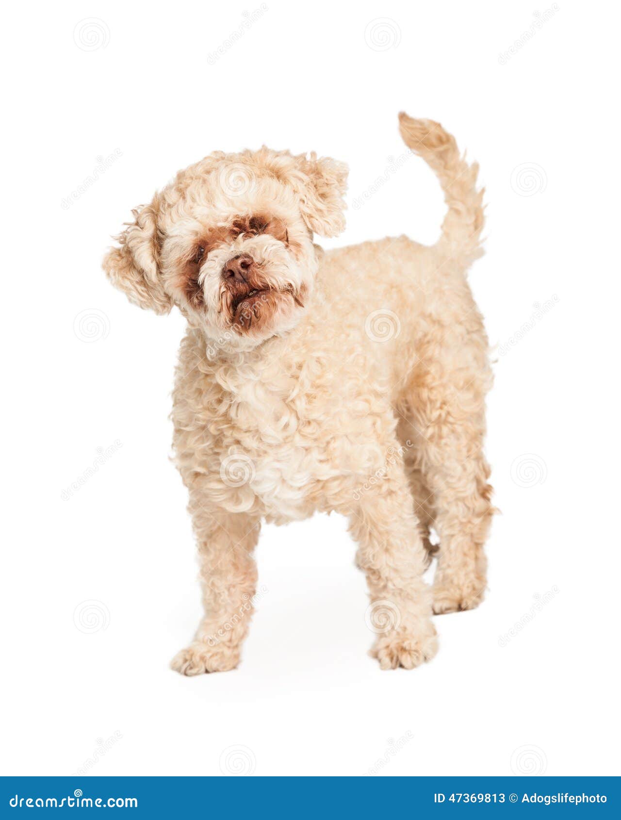 Old Poodle Mixed Breed Dog stock image. Image of indoors - 47369813