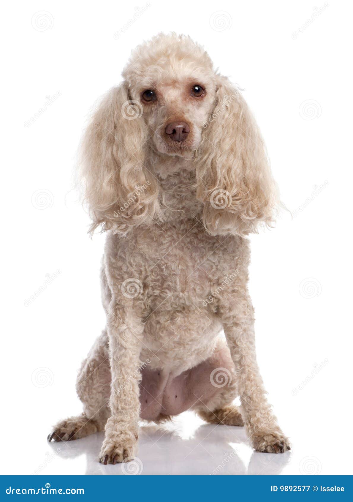 1,351 Old Poodle Photos - Free & Royalty-Free Stock Photos from Dreamstime