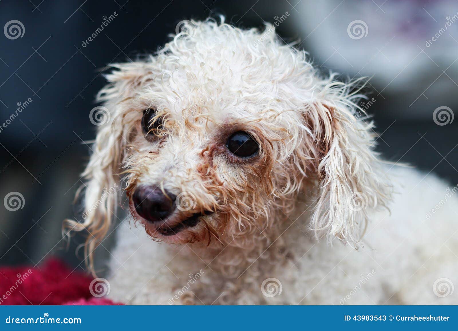 Old Poodle Sitting on the Red Table, Old Dogs Stock Image - Image of ...
