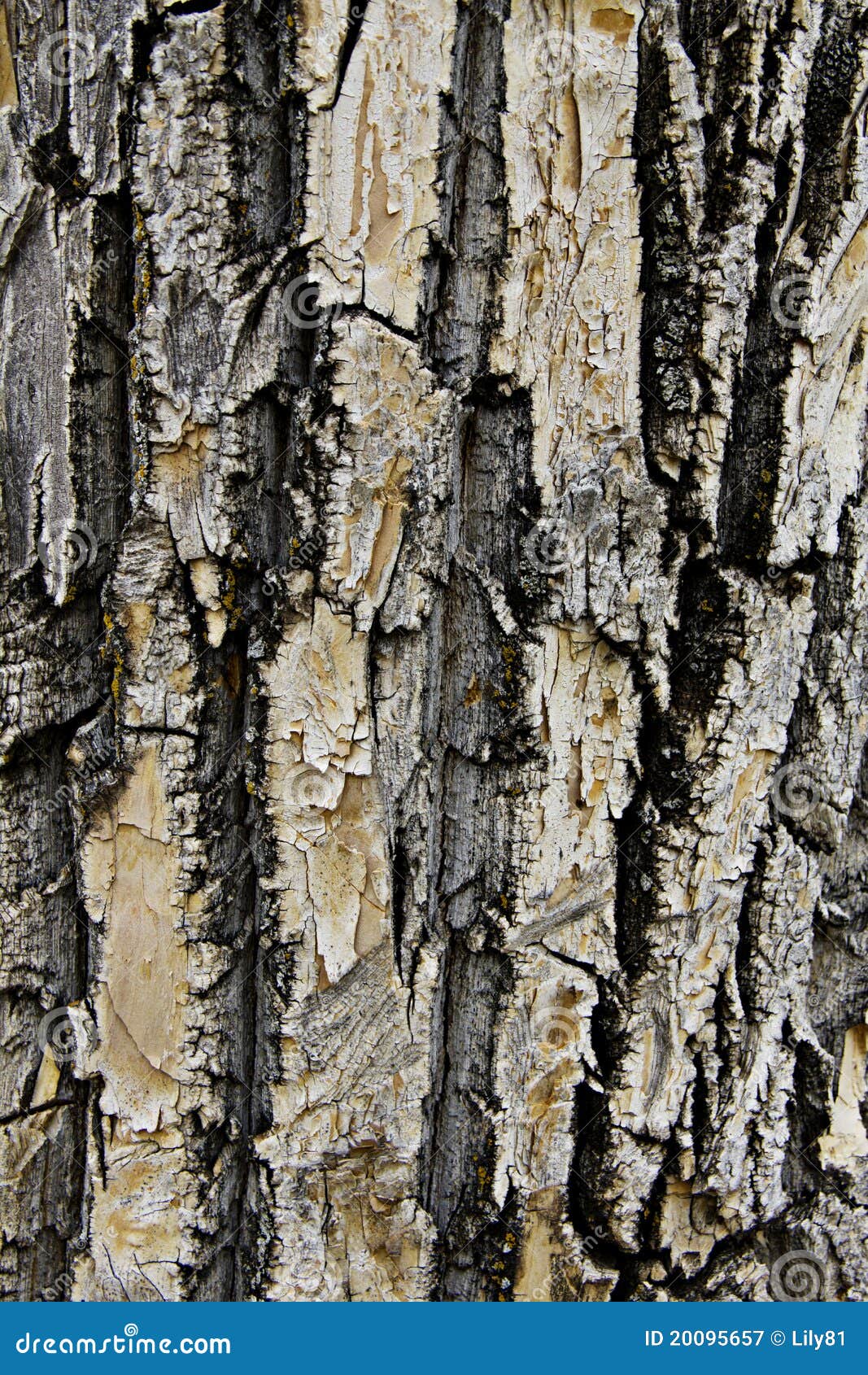 Old poplar bark stock image. Image of background, ecology - 20095657