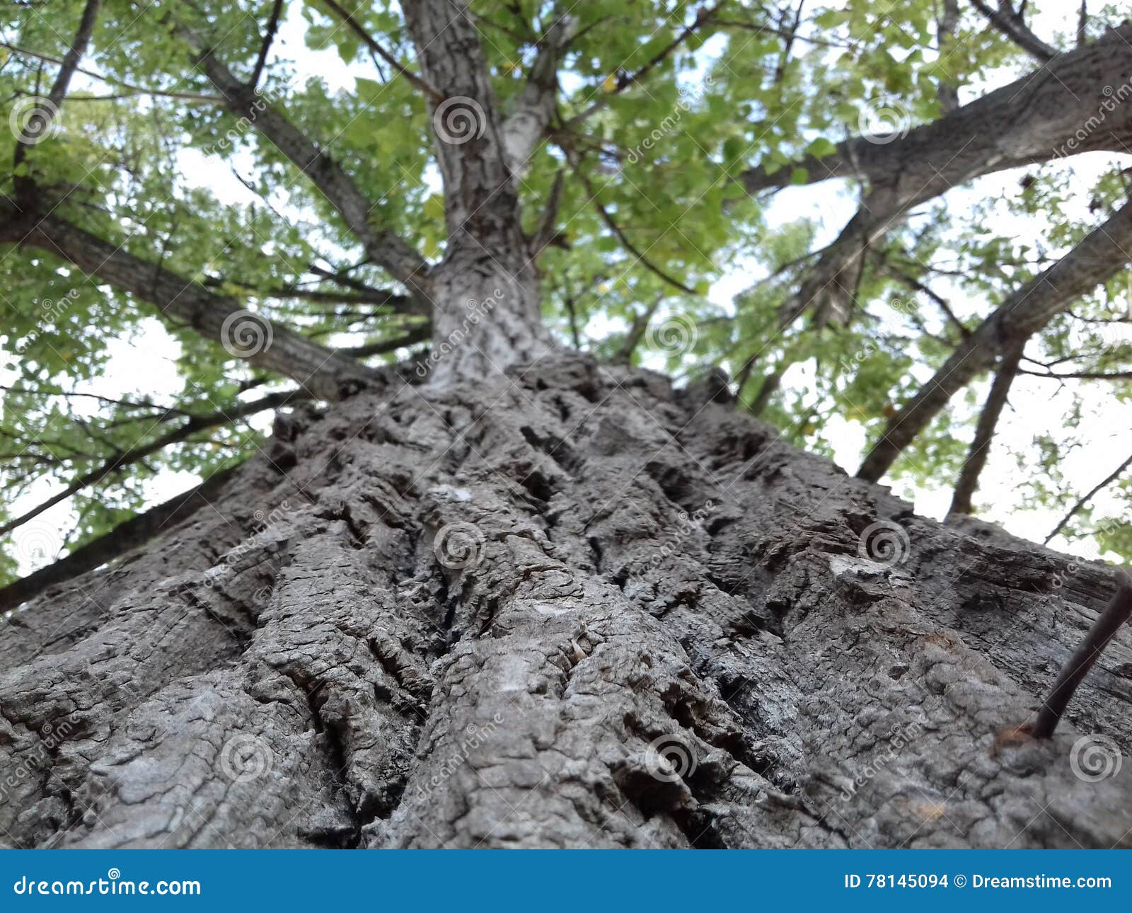 Old poplar tree stock photo. Image of poplar, nature - 78145094