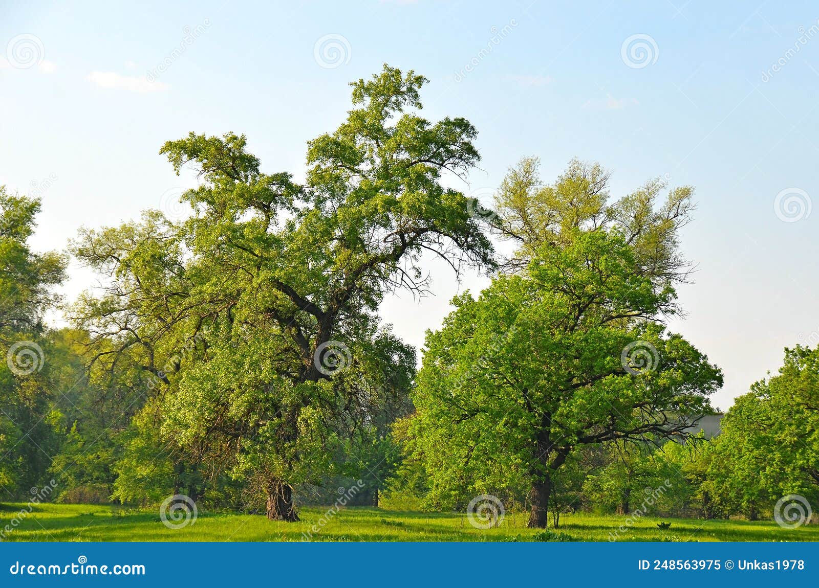 Old poplar tree stock image. Image of greenery, beautiful - 248563975