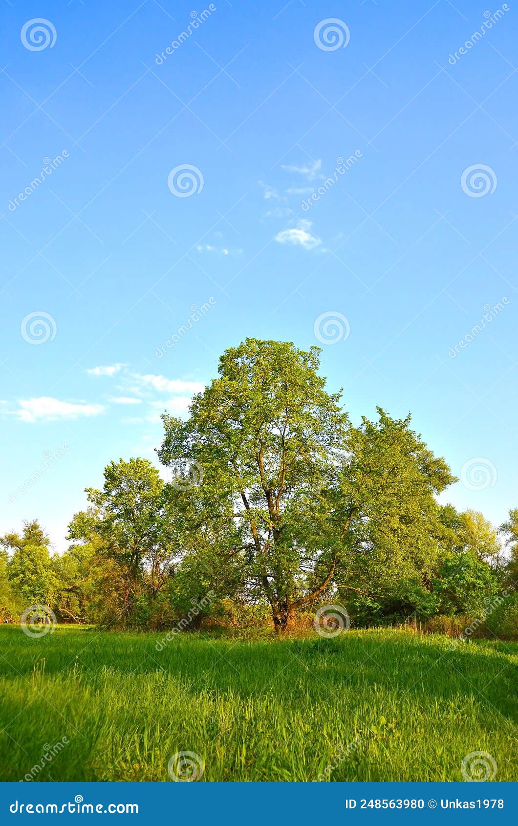 Old poplar tree stock photo. Image of spring, beauty - 248563980