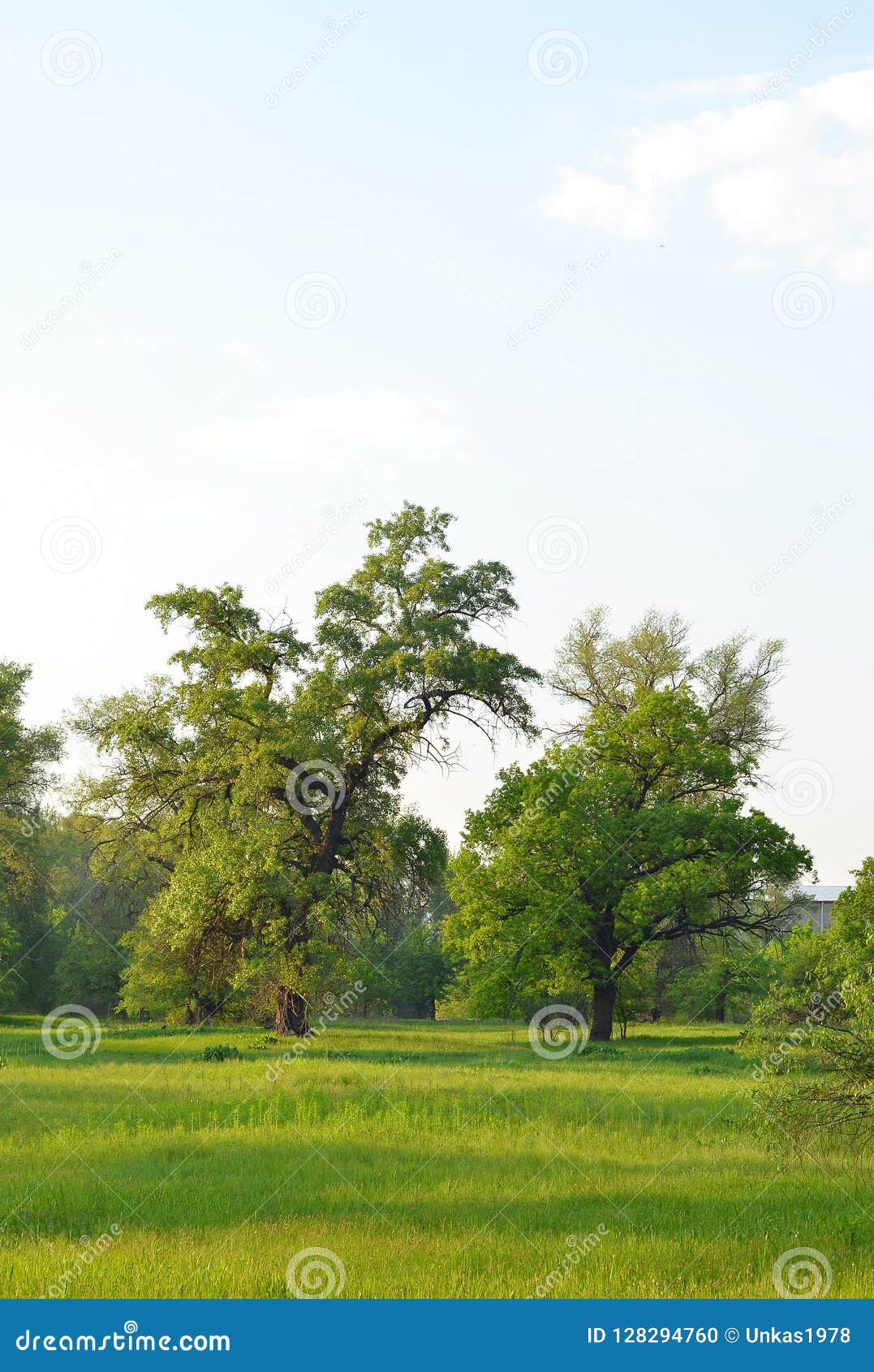 Old poplar tree stock photo. Image of blue, branch, tree - 128294760