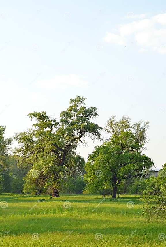 Old poplar tree stock photo. Image of blue, branch, tree - 128294760