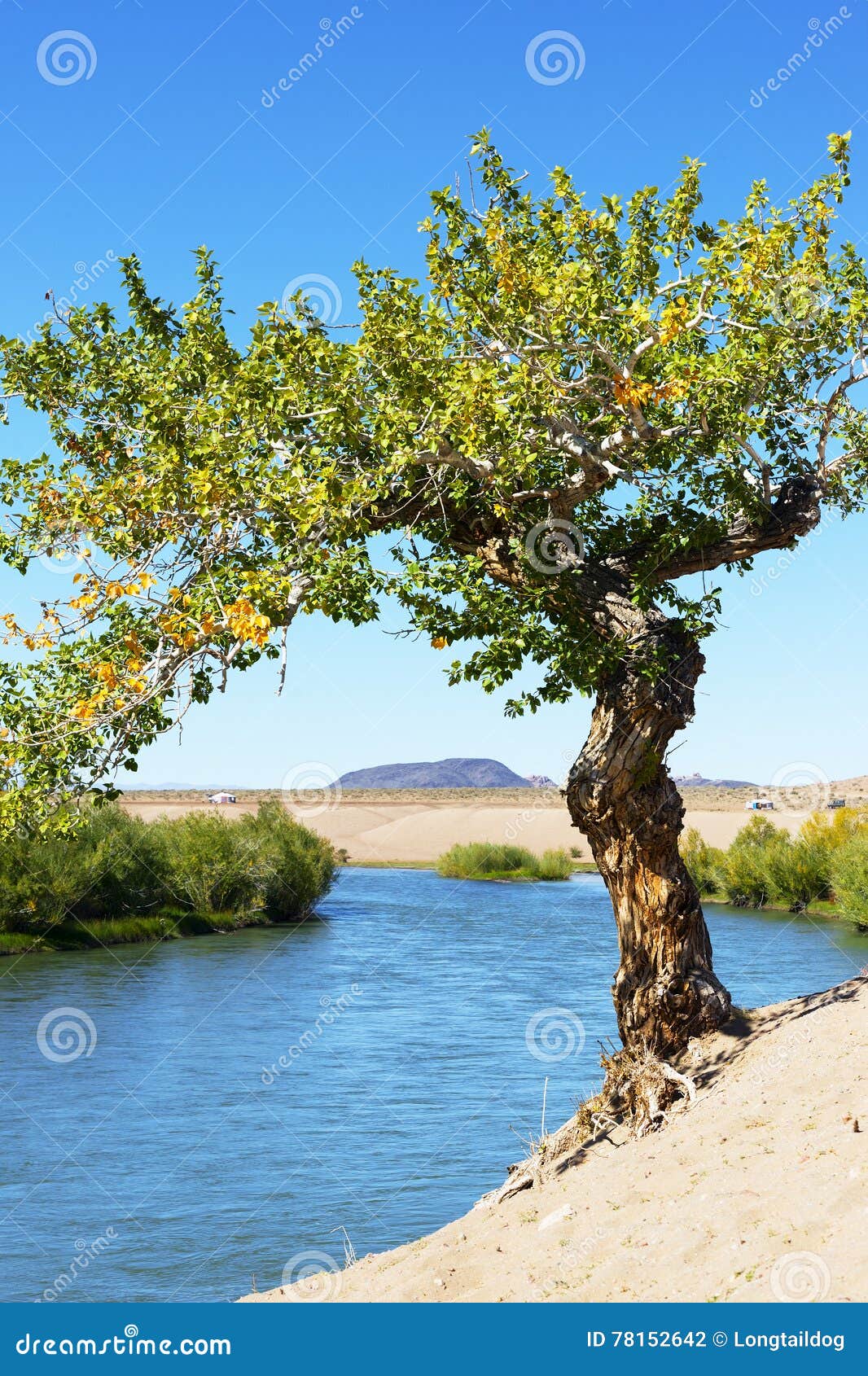 Old poplar tree stock photo. Image of tree, poplar, hovd - 78152642