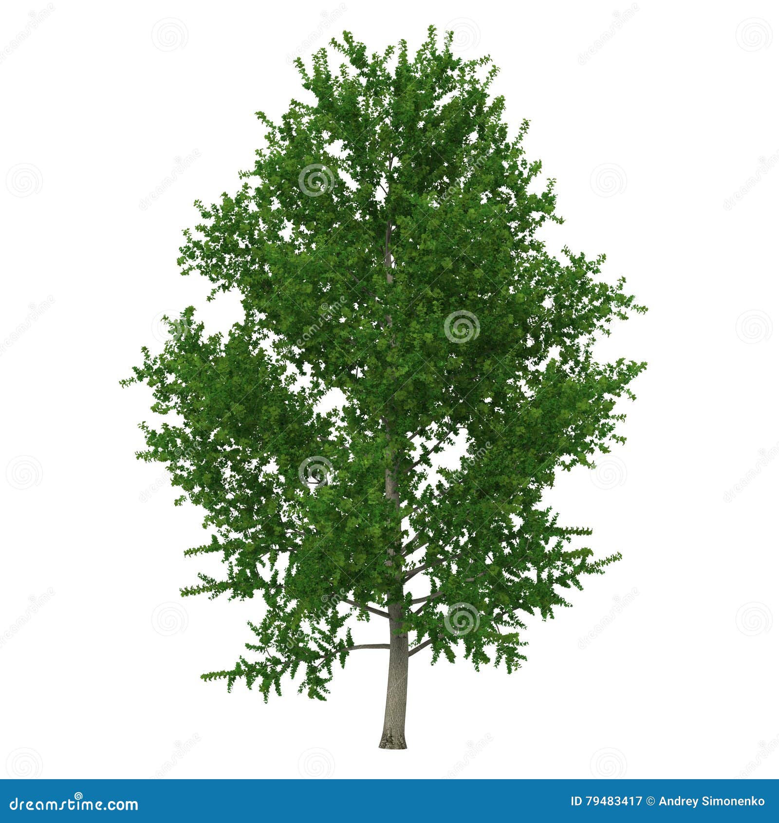 Old Poplar Tree Isolated on White. 3D Illustration Stock Illustration ...