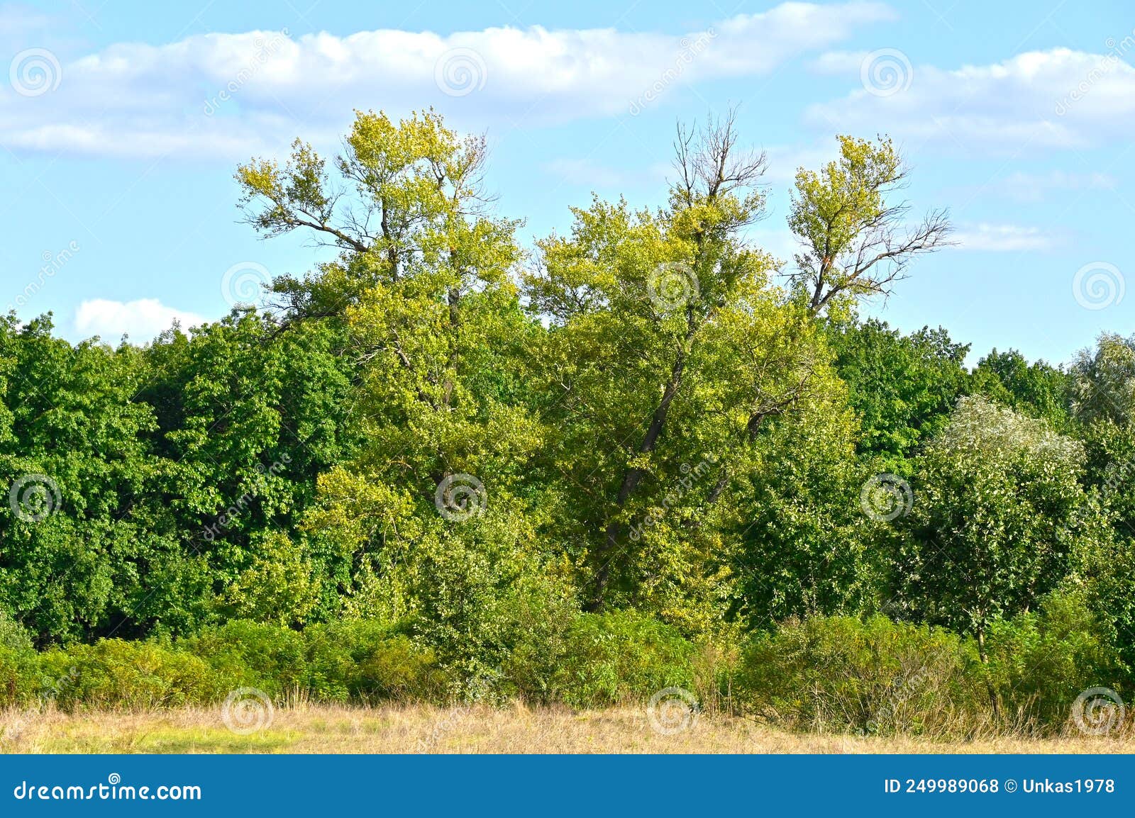 Old poplar tree stock photo. Image of tree, greenery - 249989068