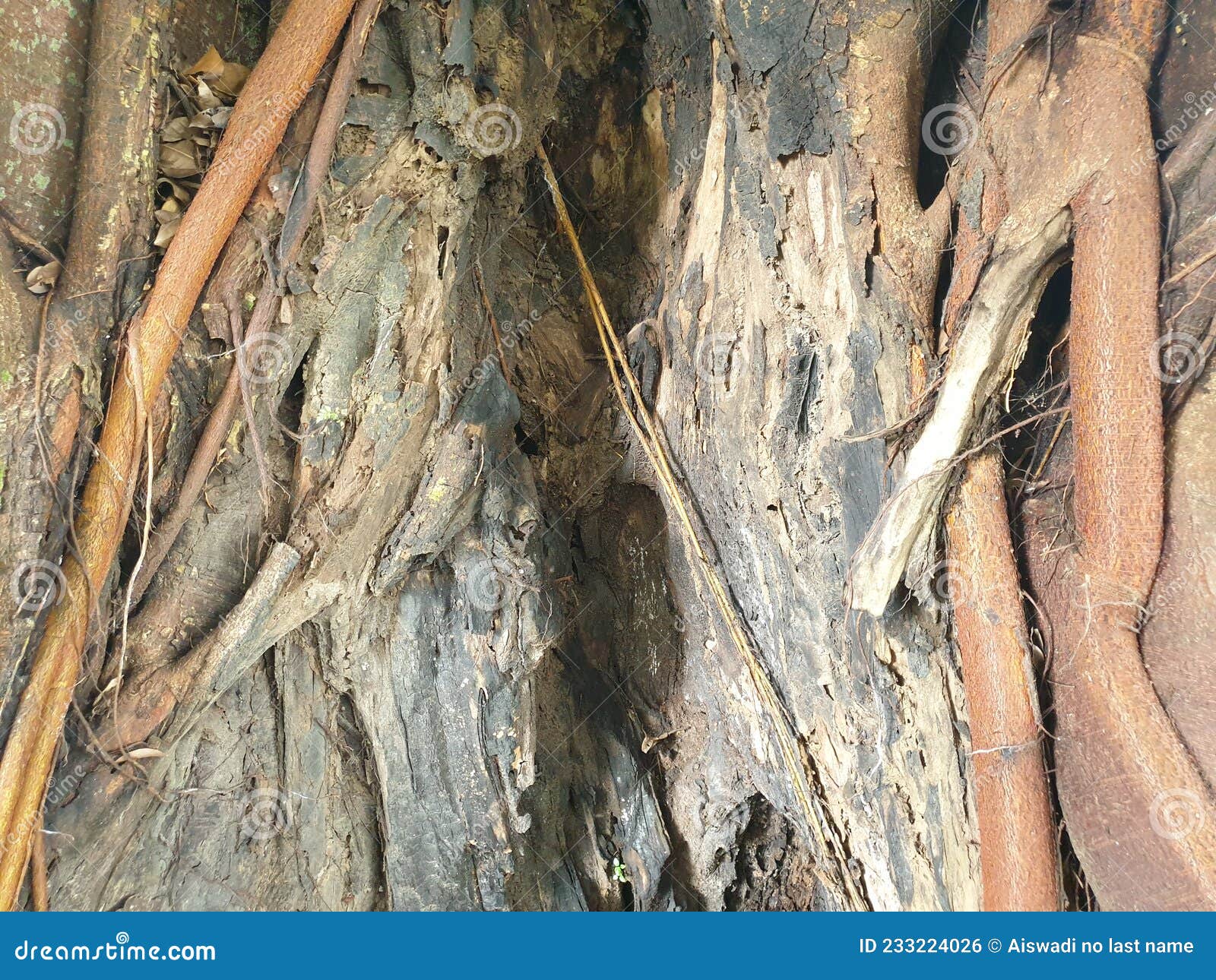 The old porous banyan tree stock photo. Image of wildlife - 233224026