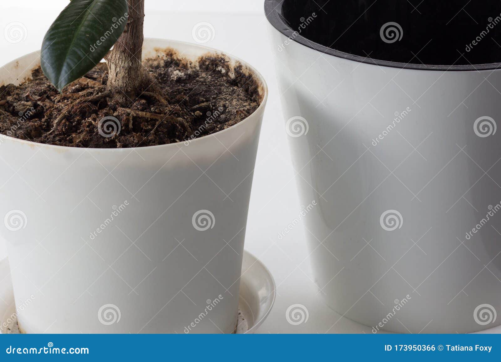 Repotting Of Plant Showing Roots In Soil Shaped Like Flower Pot Of ...