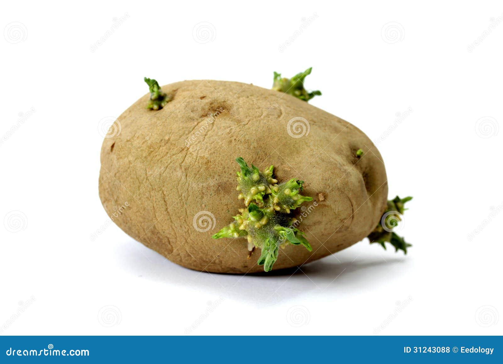 Old Potato On White Background Royalty Free Stock Photos - Image: 31243088