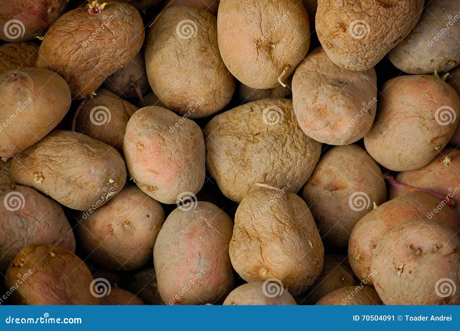 Old Potatoes close-up stock image. Image of potatoes - 70504091