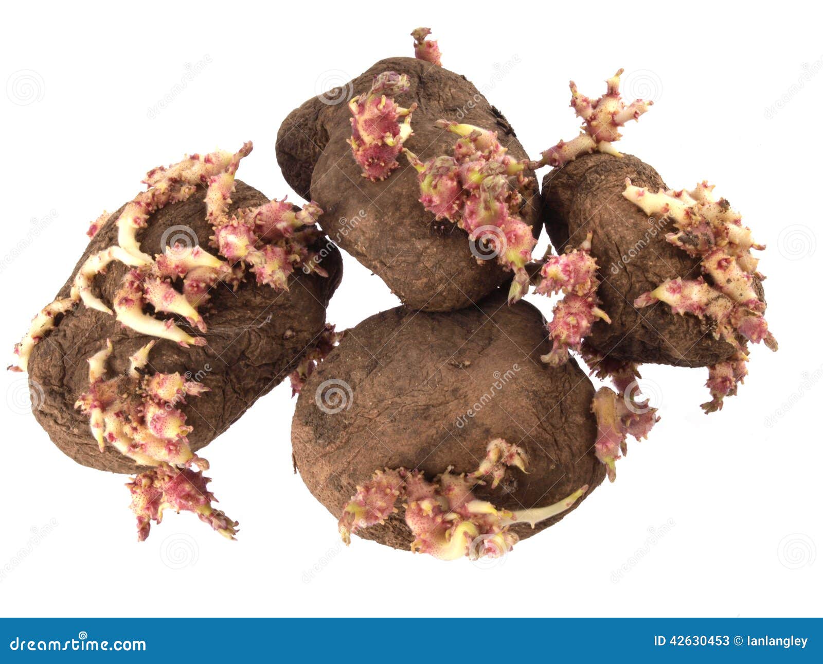 Old Potatoes that Have Started Sprouting. Stock Image - Image of food ...