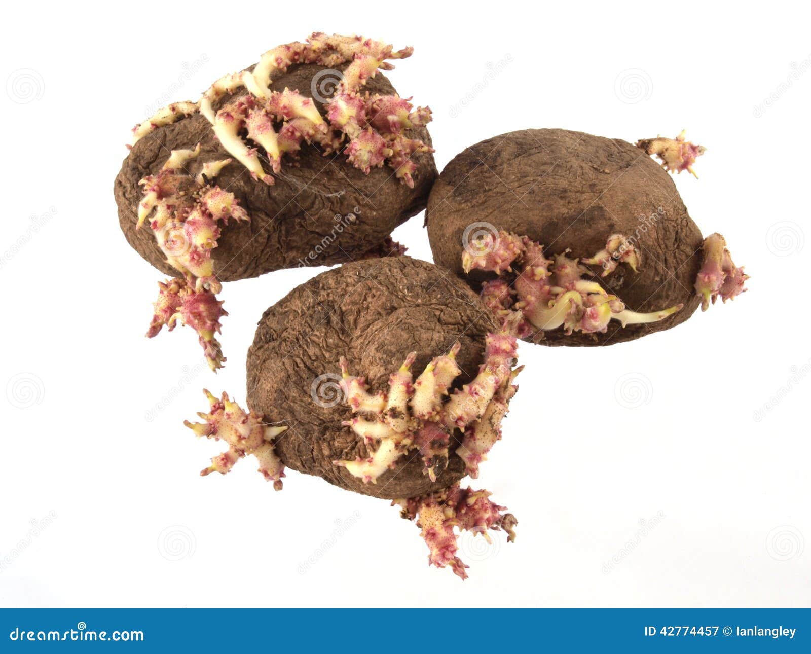 Old Potatoes that Have Started Sprouting. Stock Image - Image of hungry ...