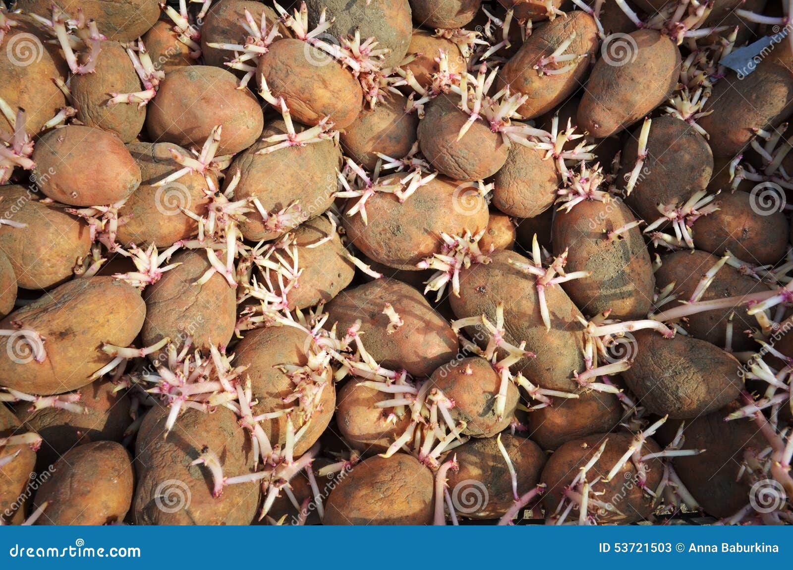 Old potatoes with sprouts stock image. Image of germinating - 53721503