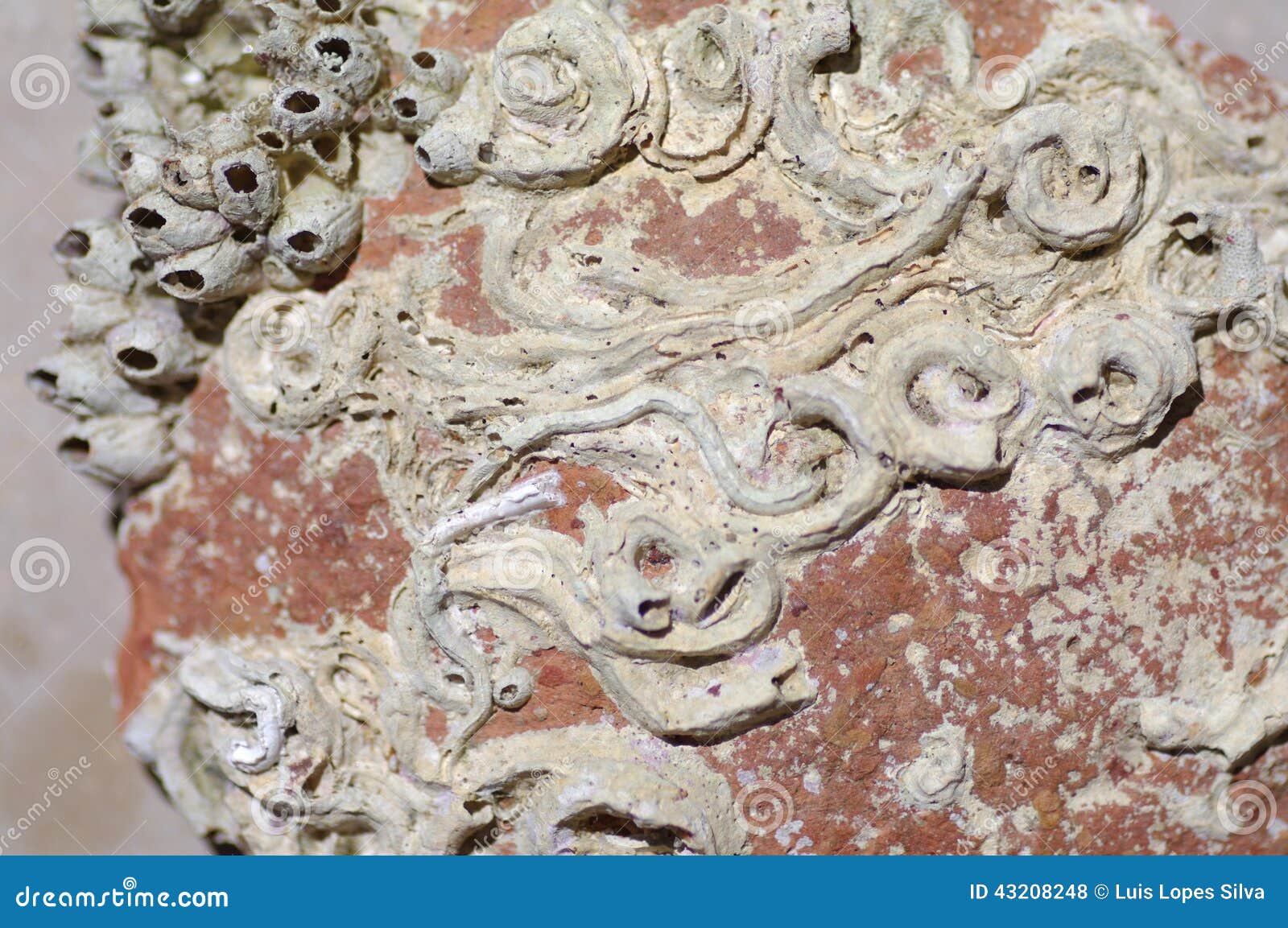 Old pottery fragment stock photo. Image of marine, ancient - 43208248