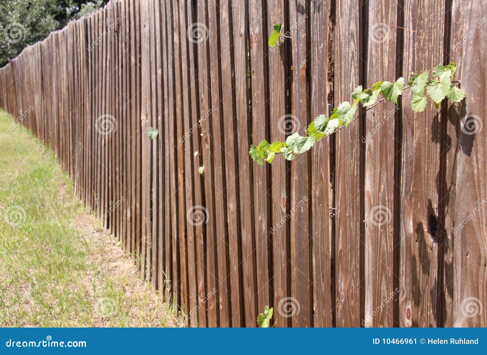 Old Privacy Fence stock image. Image of chipped, wood - 10466961