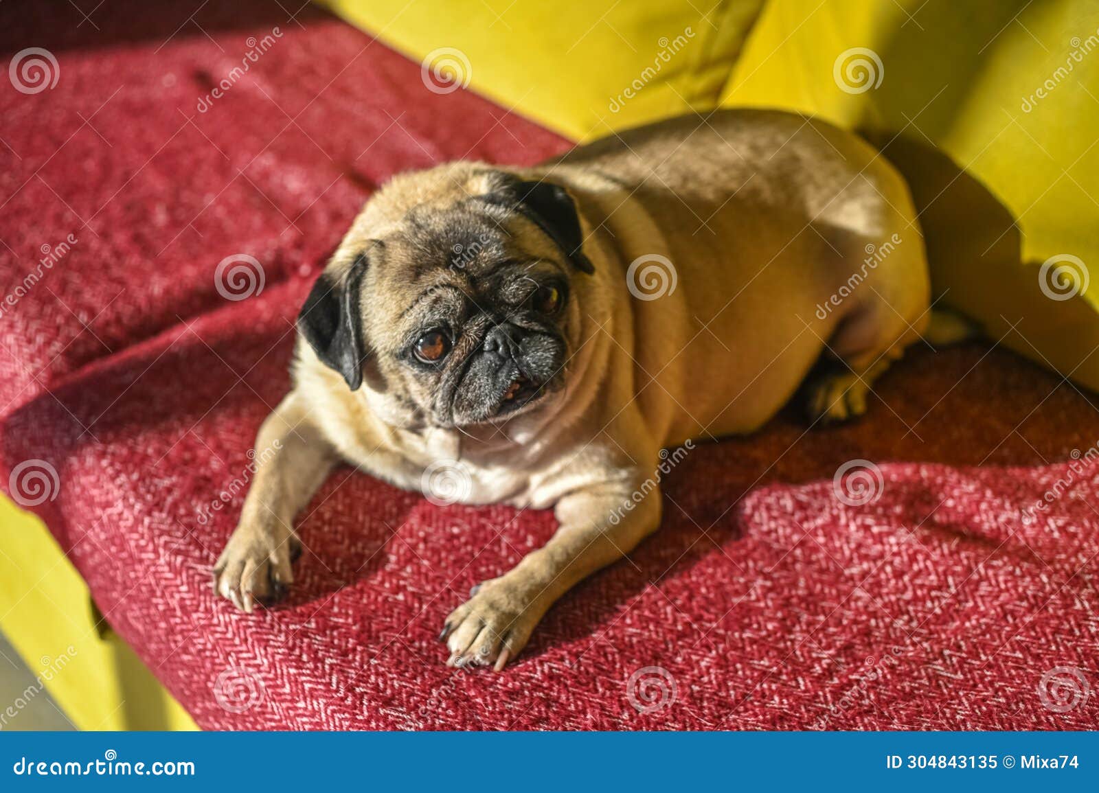 Old Pug Lying on the Sofa 1 Stock Image - Image of people, pedigreed ...