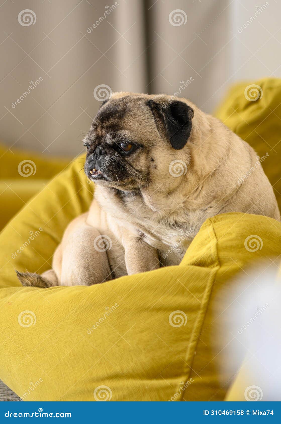 Old Pug Sitting on a Yellow Sofa 3 Stock Photo - Image of purebred ...