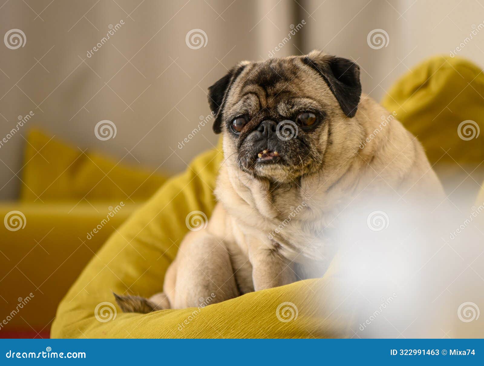 Old Pug Sitting on a Yellow Sofa 4 Stock Image - Image of pedigree ...