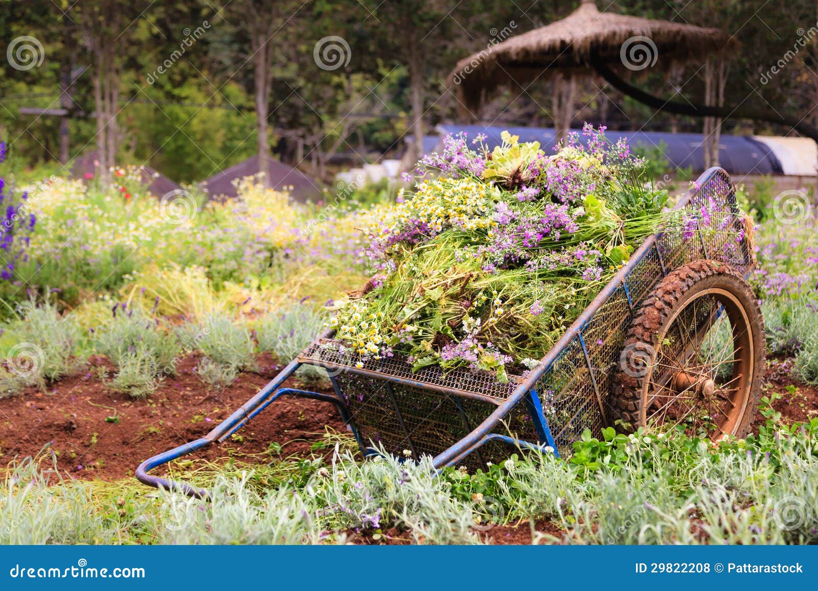 An Old Pushcart in the Flowers Field Stock Photo - Image of ourdoor ...
