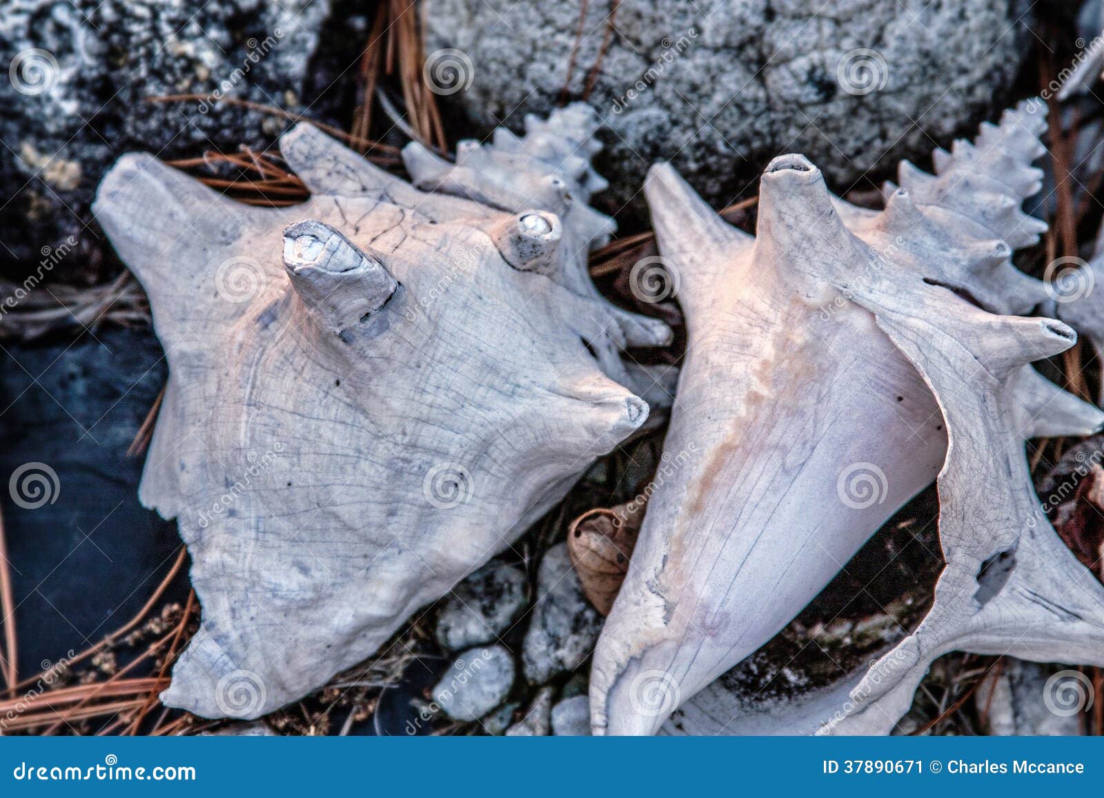 Old Queen Conch Seashells stock image. Image of mollusks - 37890671