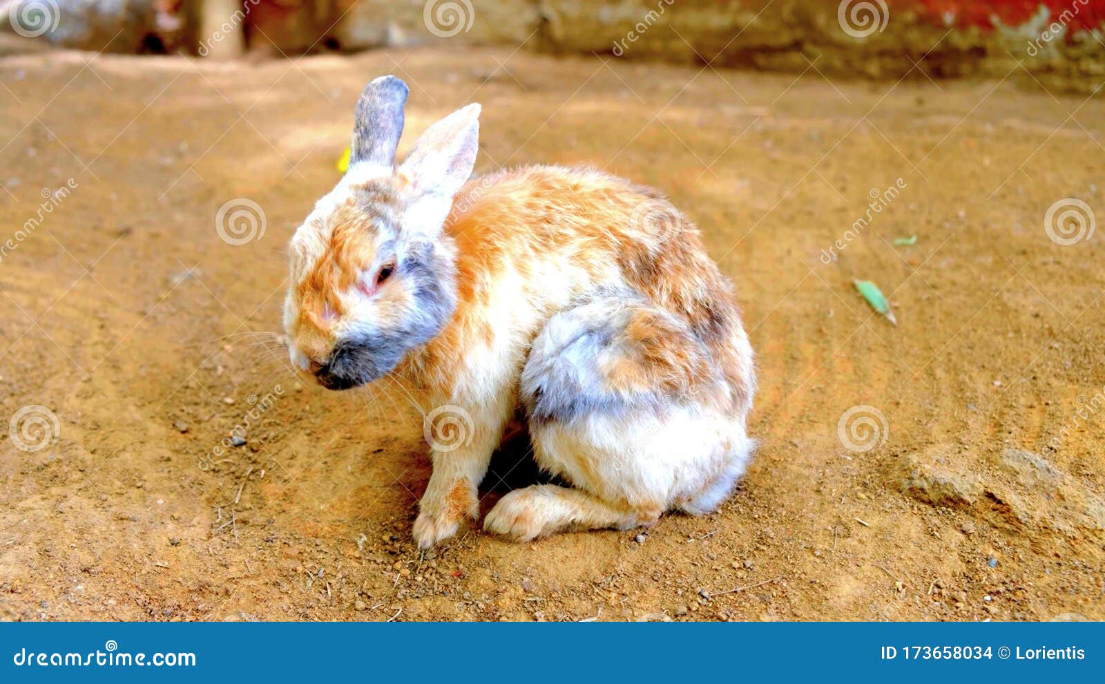 An old rabbit is sitting stock photo. Image of brown - 173658034