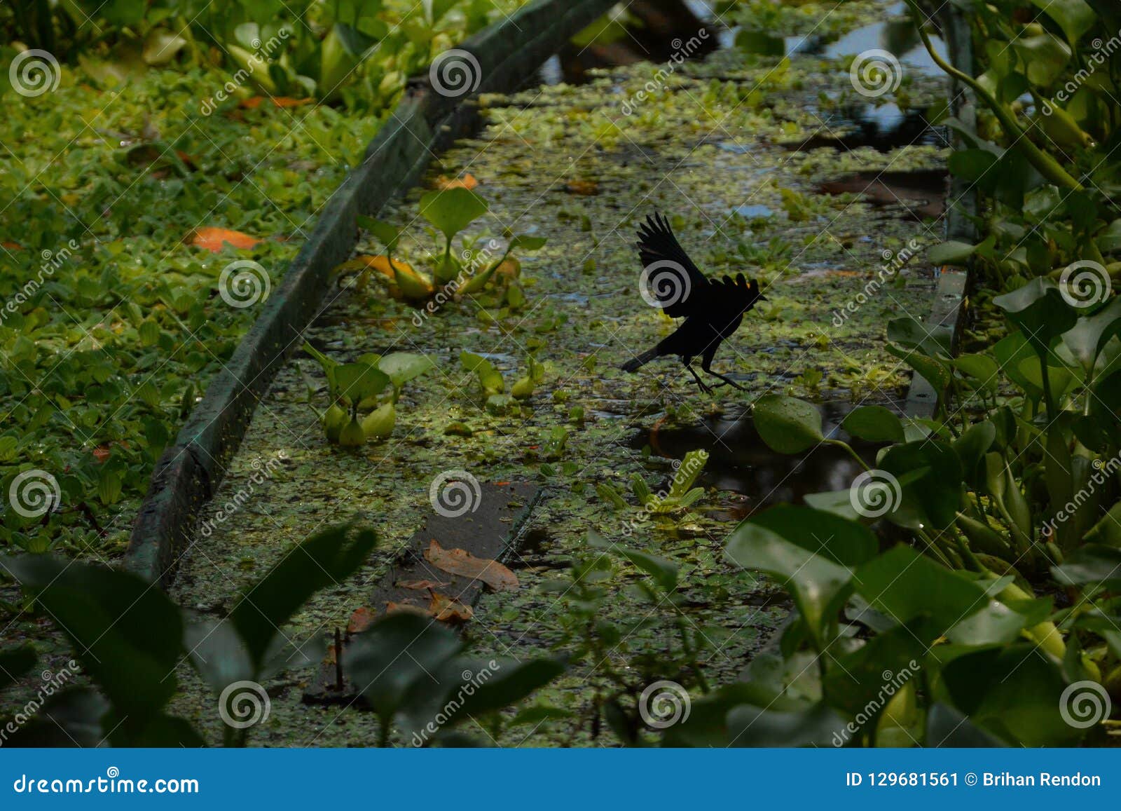 Old Raft with Vegetation and a Black Bird in the Amazon River Stock ...