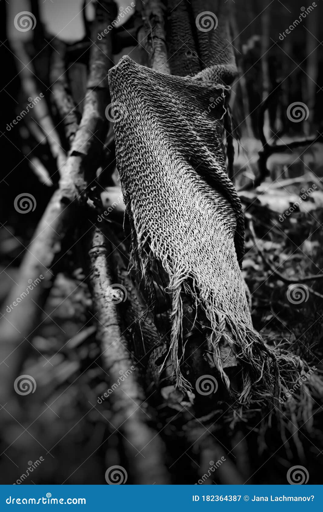 Old Rag ,hanging on the Branches. Stock Image - Image of forest ...