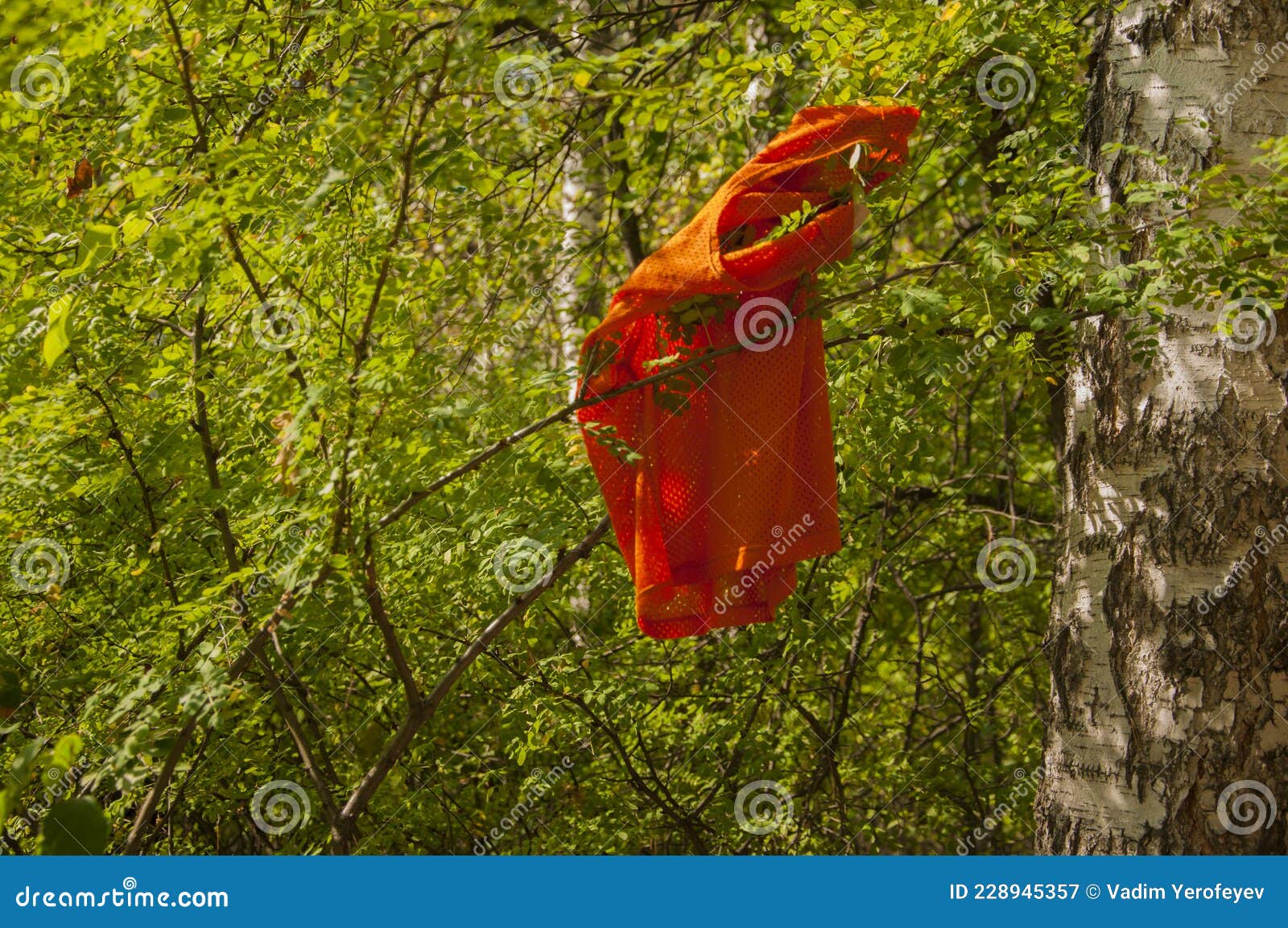 An Old Rag is Hanging on the Branches of a Shrub Stock Image - Image of ...
