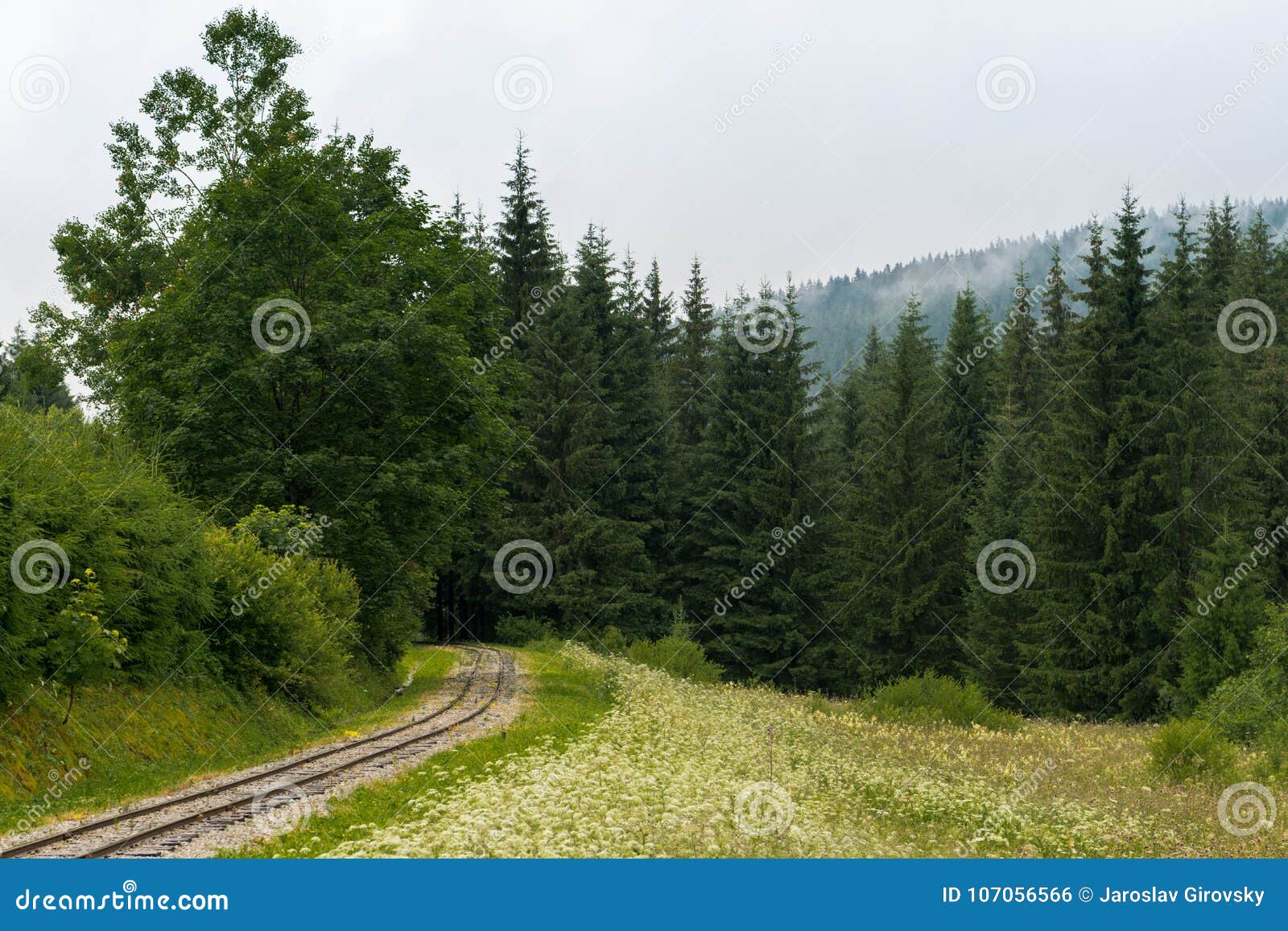 Railroad through forest stock photo. Image of dark, railroad - 107056566