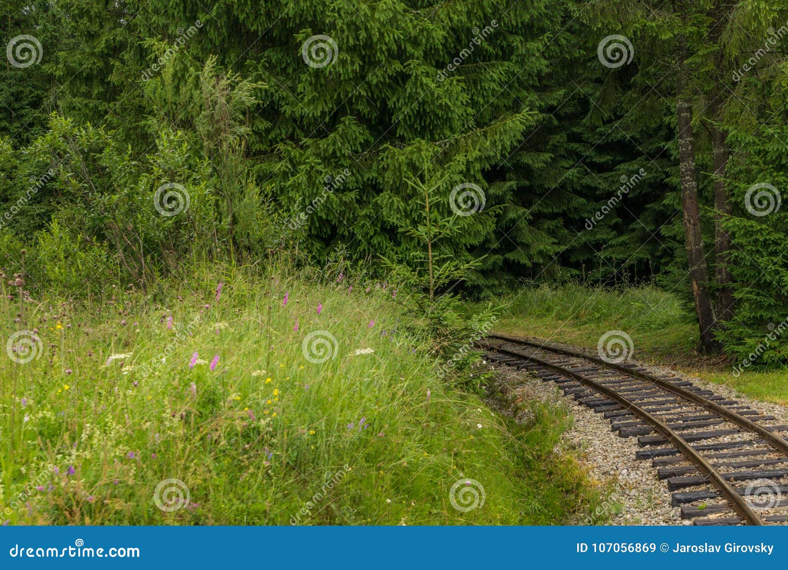 Railroad through forest stock image. Image of tree, road - 107056869
